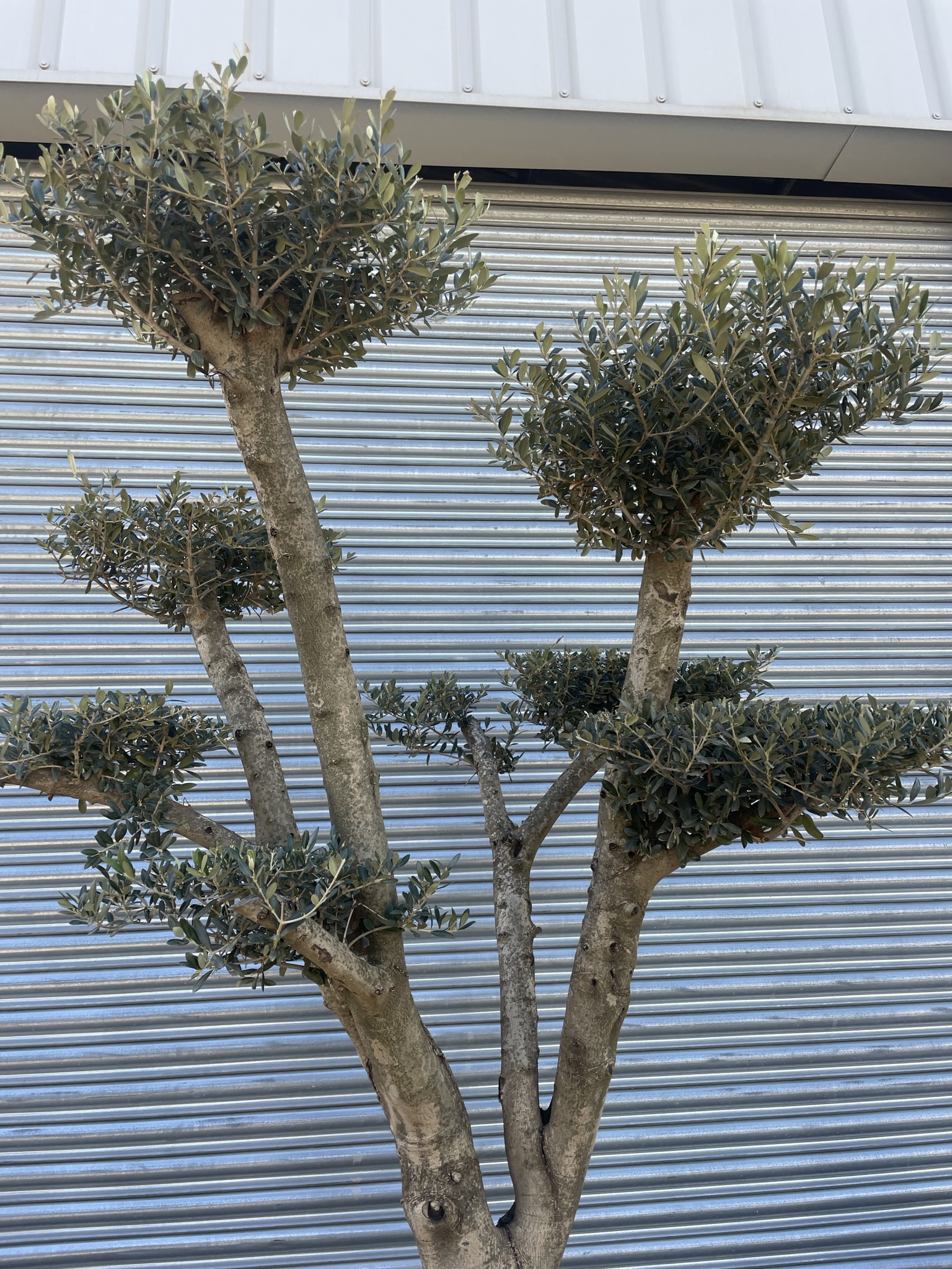 Patio cloud tree 248 - The Norfolk Olive Tree Company