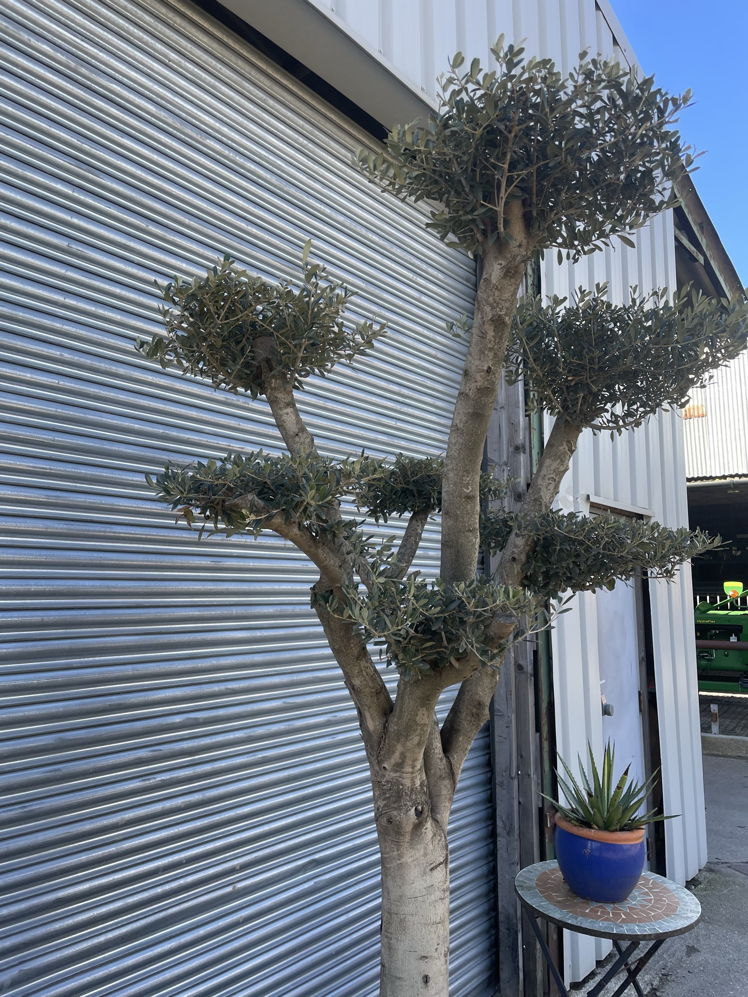 Patio cloud tree 248 - The Norfolk Olive Tree Company