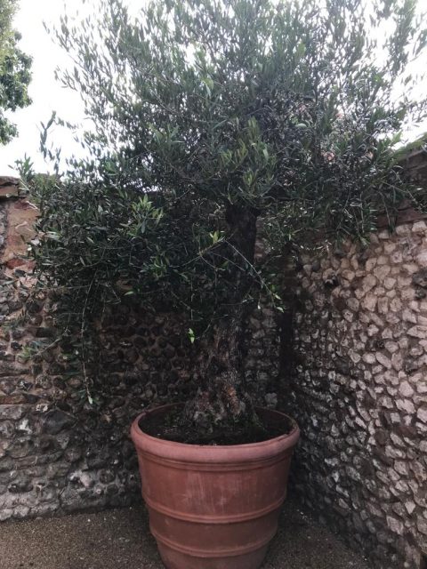 Extra Large Terracotta Pots | What’s new - The Norfolk Olive Tree Company