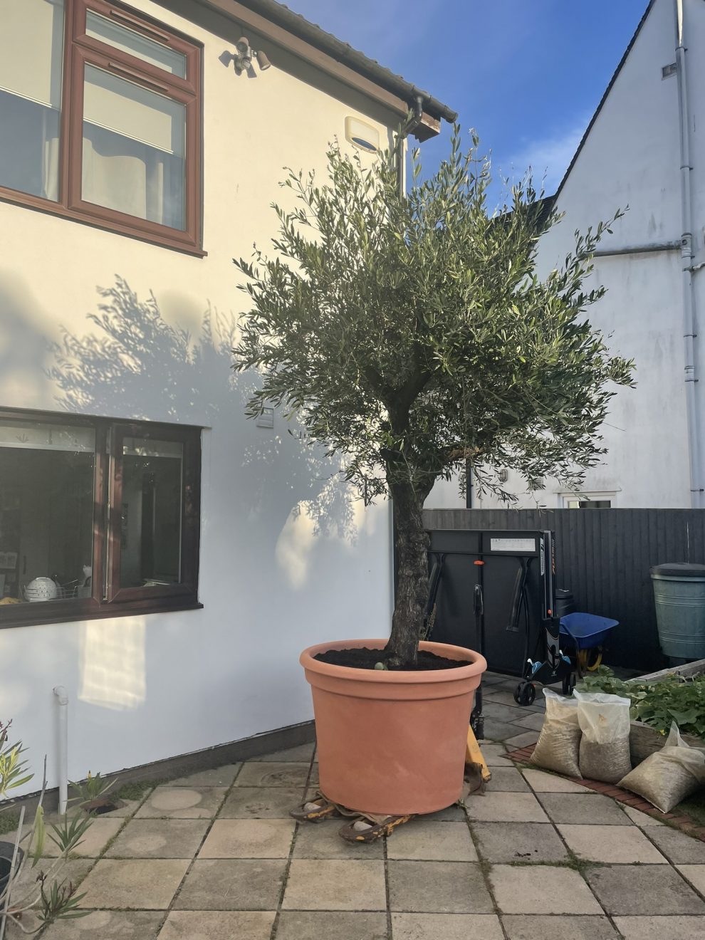 Extra Large Terracotta Pots | What’s new - The Norfolk Olive Tree Company