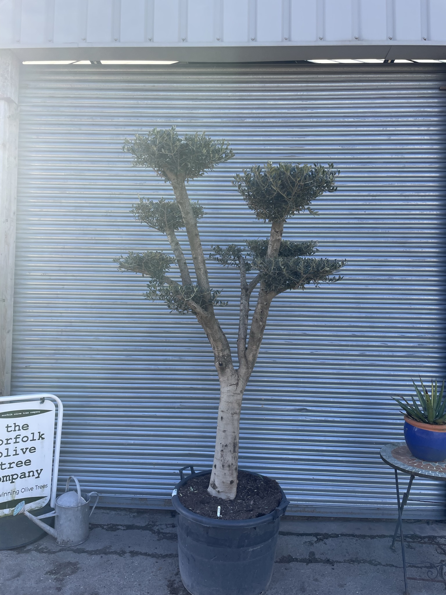 Patio cloud tree 248 - The Norfolk Olive Tree Company