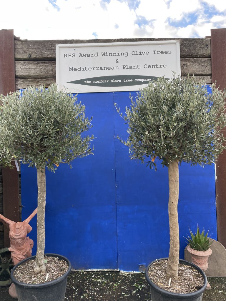 Pair of mature full standard olive trees. - The Norfolk Olive Tree Company