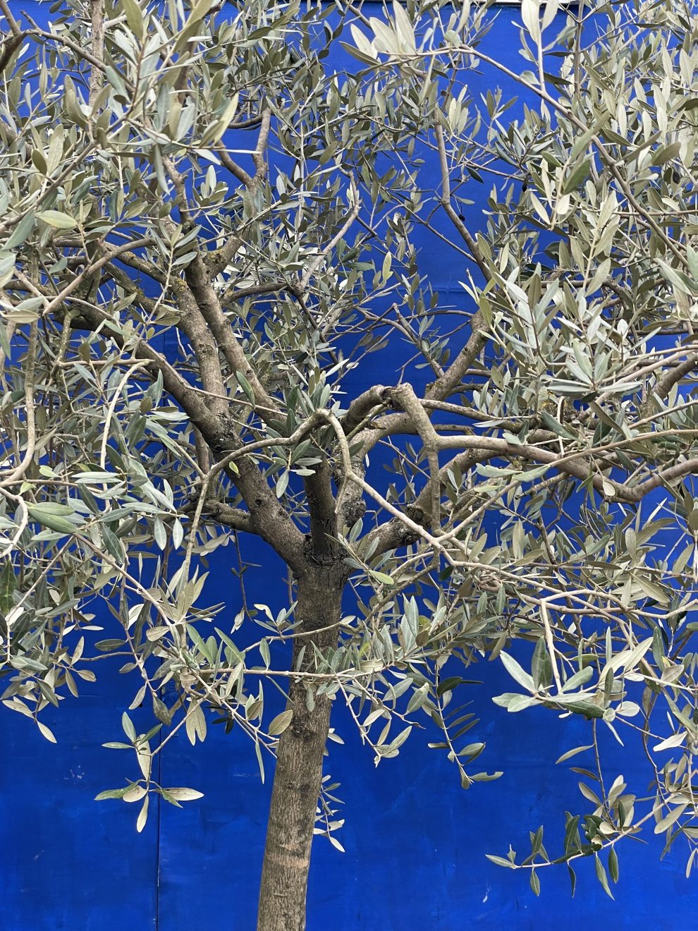 Italian Olive Tree for sale - The Norfolk Olive Tree Company