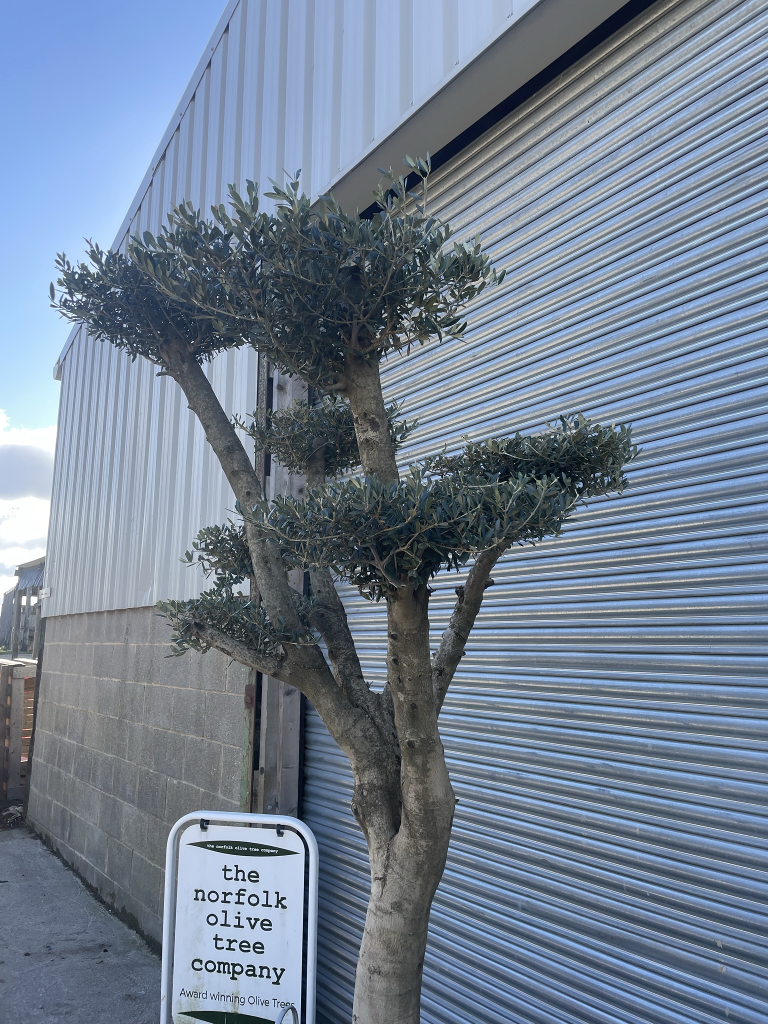 Patio cloud tree 248 - The Norfolk Olive Tree Company