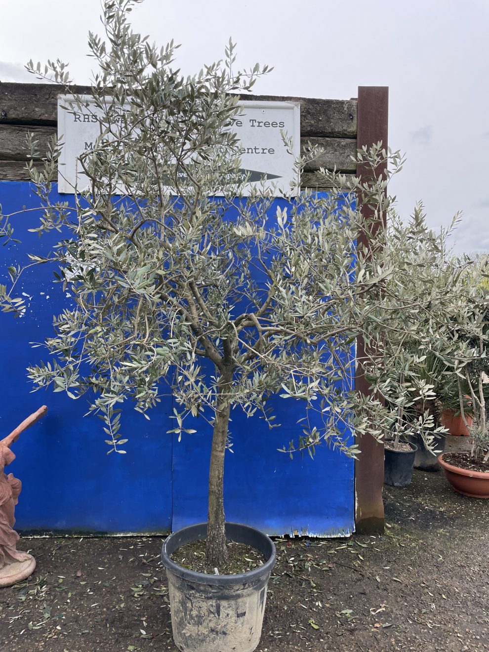 Italian Olive Tree for sale - The Norfolk Olive Tree Company