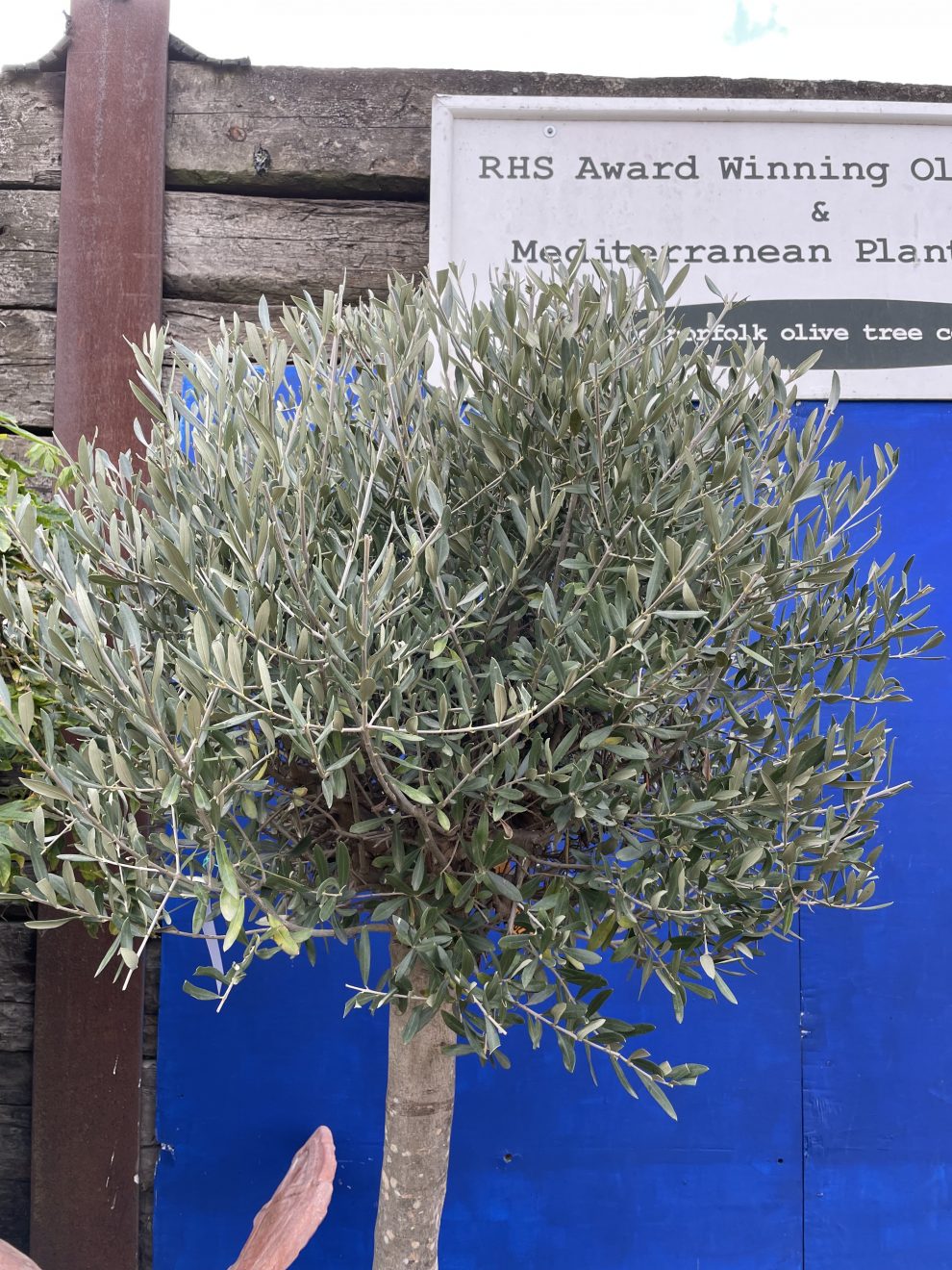Pair of mature full standard olive trees. - The Norfolk Olive Tree Company