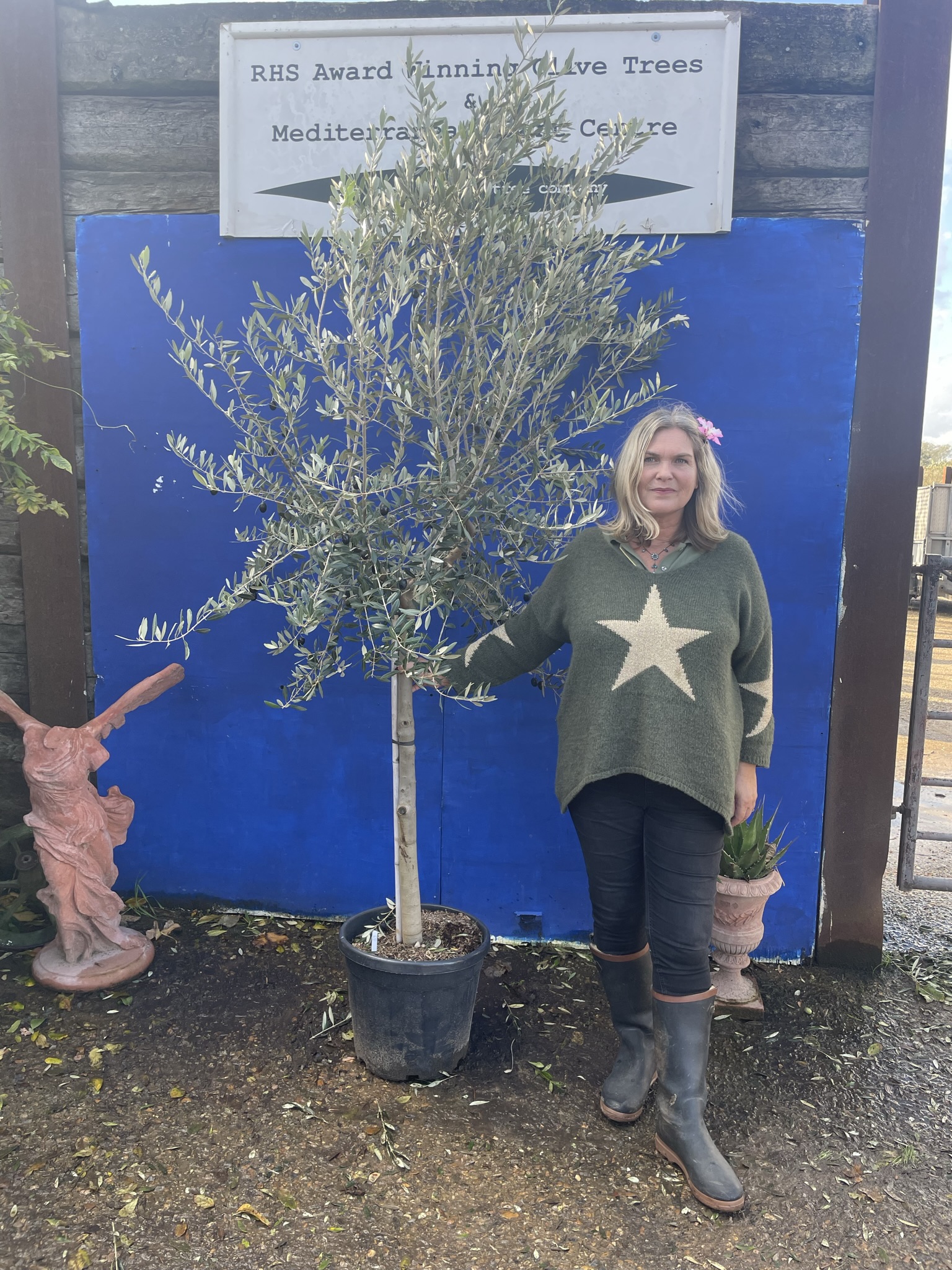 Tuscan Crown Olive Tree - free delivery - The Norfolk Olive Tree Company