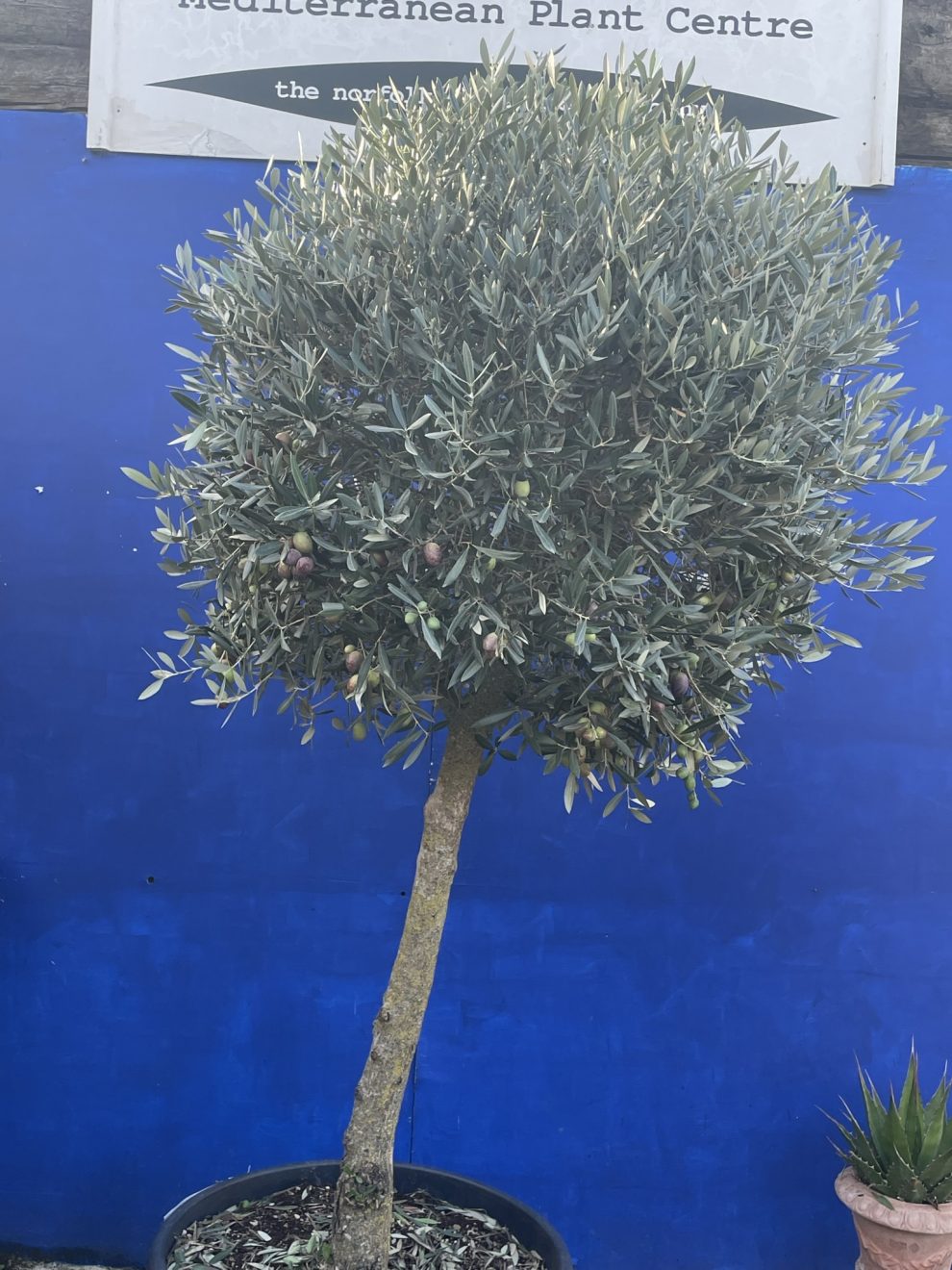 Olive Tree - Topiary Ball Shaped - The Norfolk Olive Tree Company