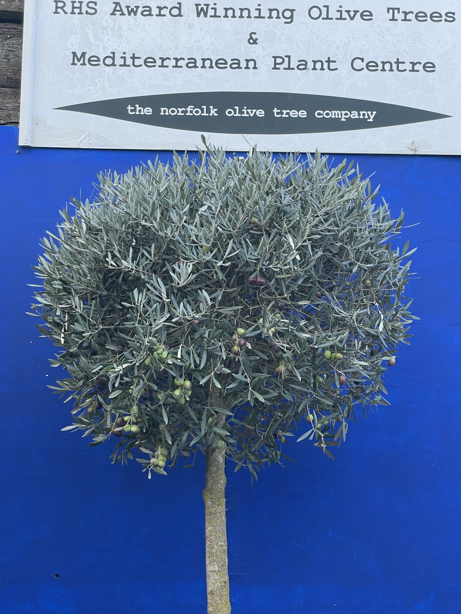 Olive Tree - Topiary Ball Shaped - The Norfolk Olive Tree Company