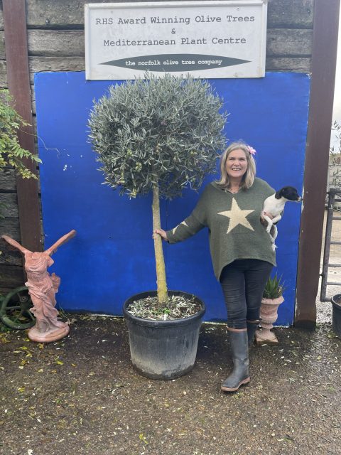 Olive Tree - Topiary Ball Shaped - The Norfolk Olive Tree Company
