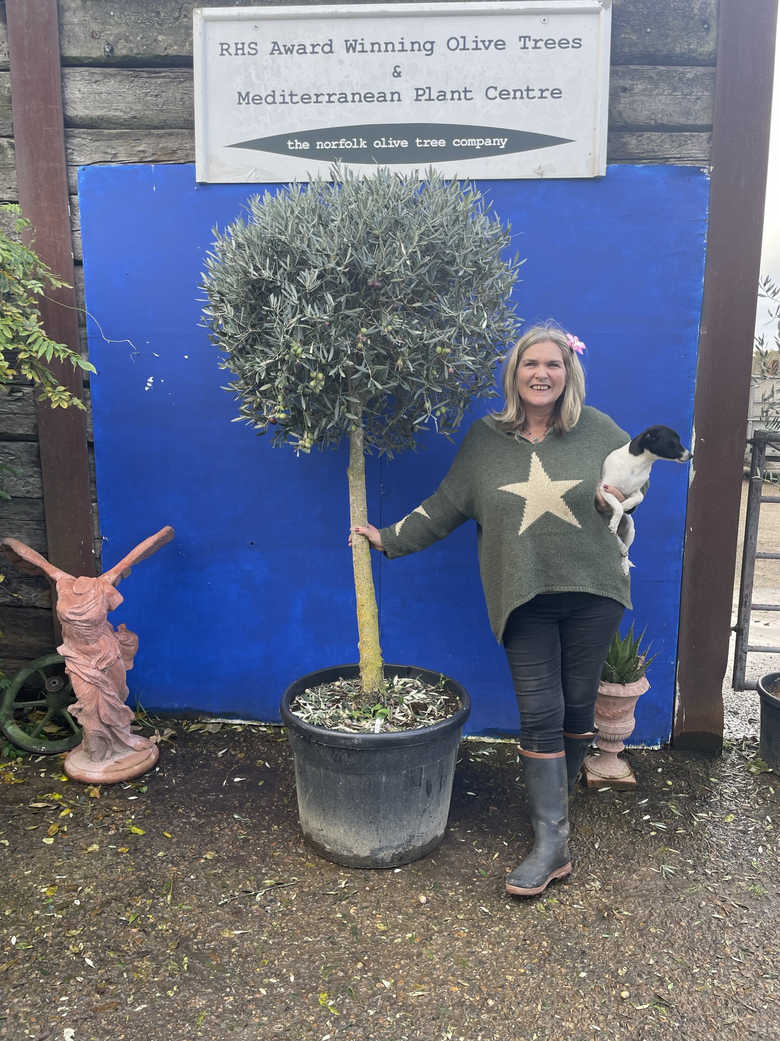 Olive Tree - Topiary Ball Shaped - The Norfolk Olive Tree Company