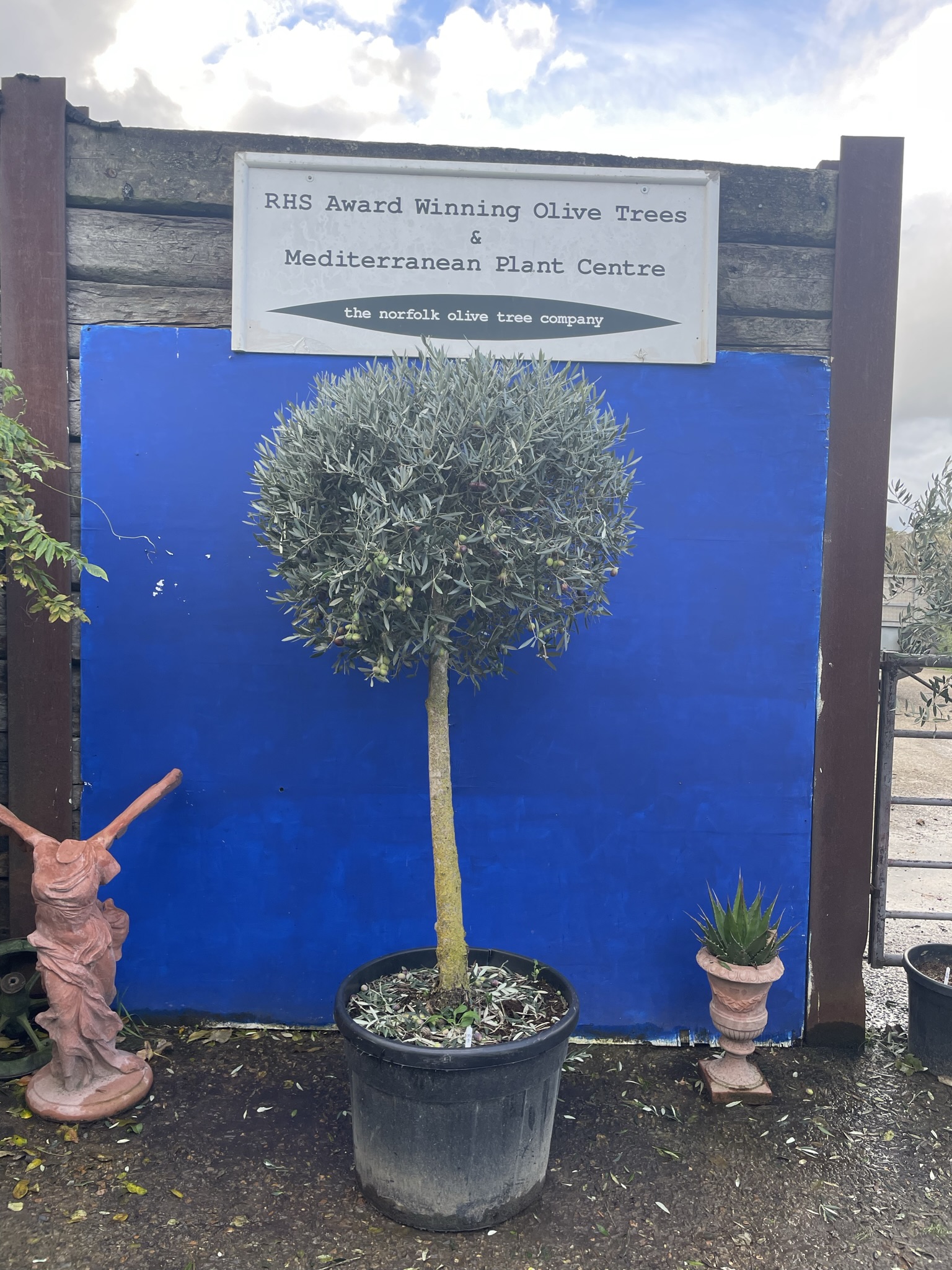 Olive Tree - Topiary Ball Shaped - The Norfolk Olive Tree Company