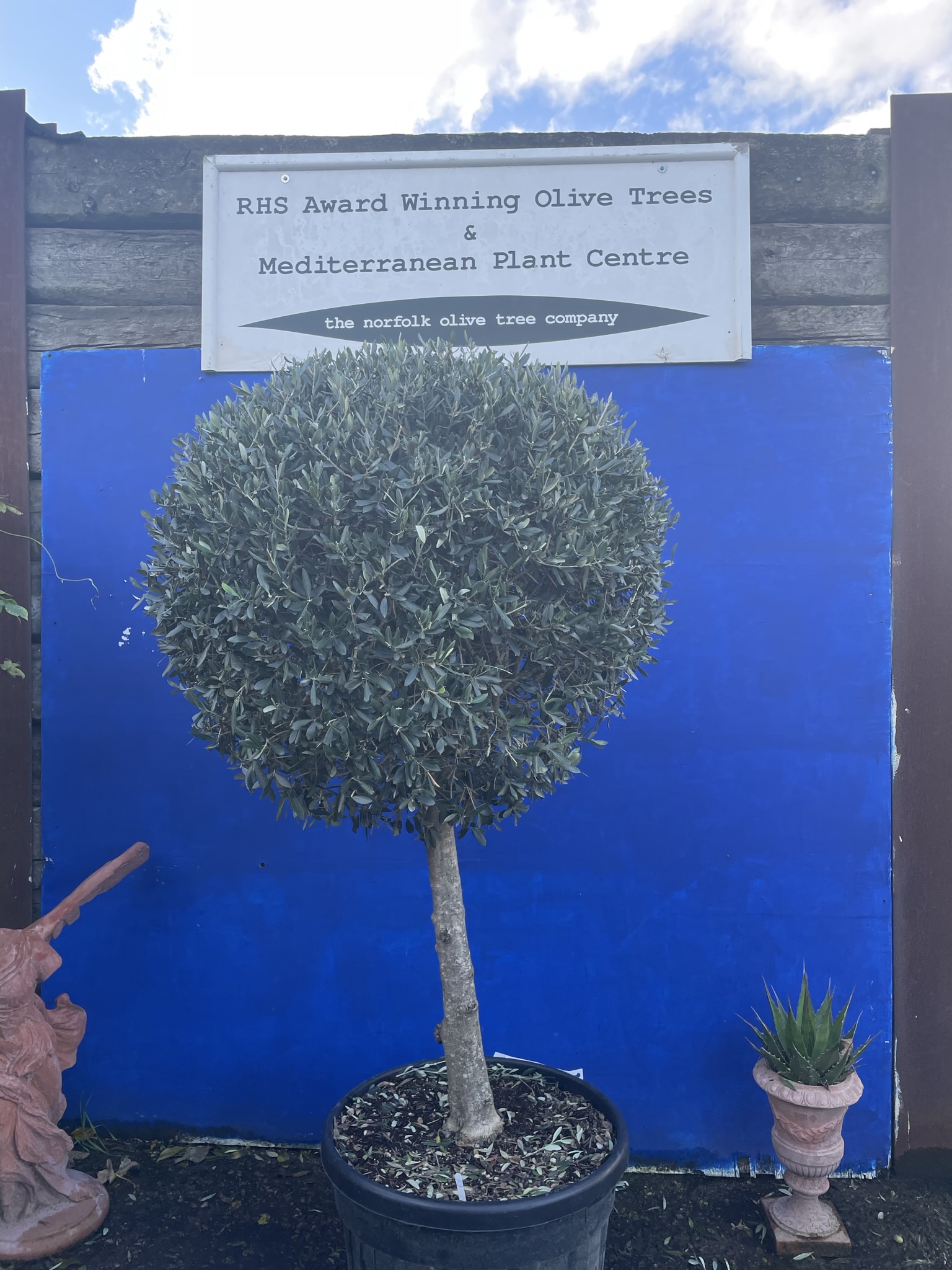Olive Tree - Topiary Ball Shaped - The Norfolk Olive Tree Company