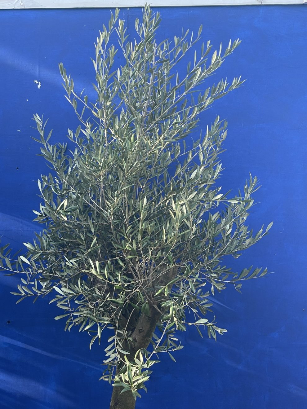 Arbequina Olive tree- free delivery. - The Norfolk Olive Tree Company