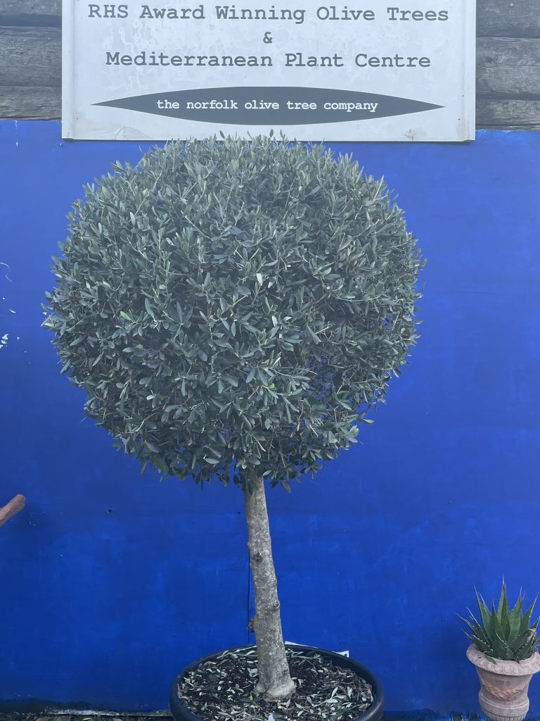 Olive Tree - Topiary Ball Shaped - The Norfolk Olive Tree Company