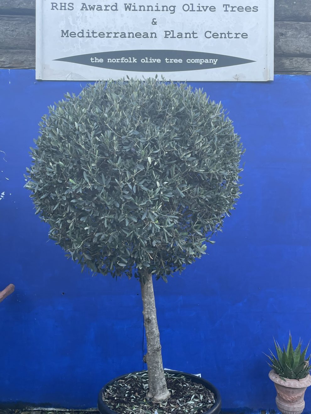 Olive Tree - Topiary Ball Shaped - The Norfolk Olive Tree Company