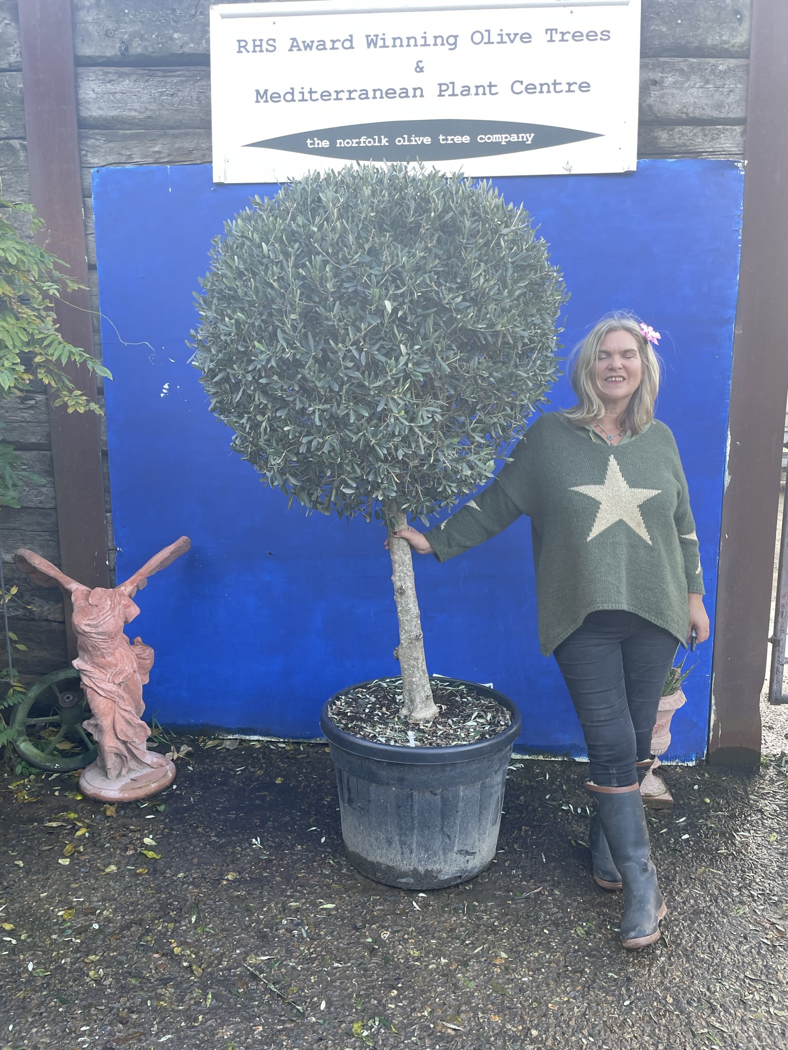 Olive Tree - Topiary Ball Shaped - The Norfolk Olive Tree Company