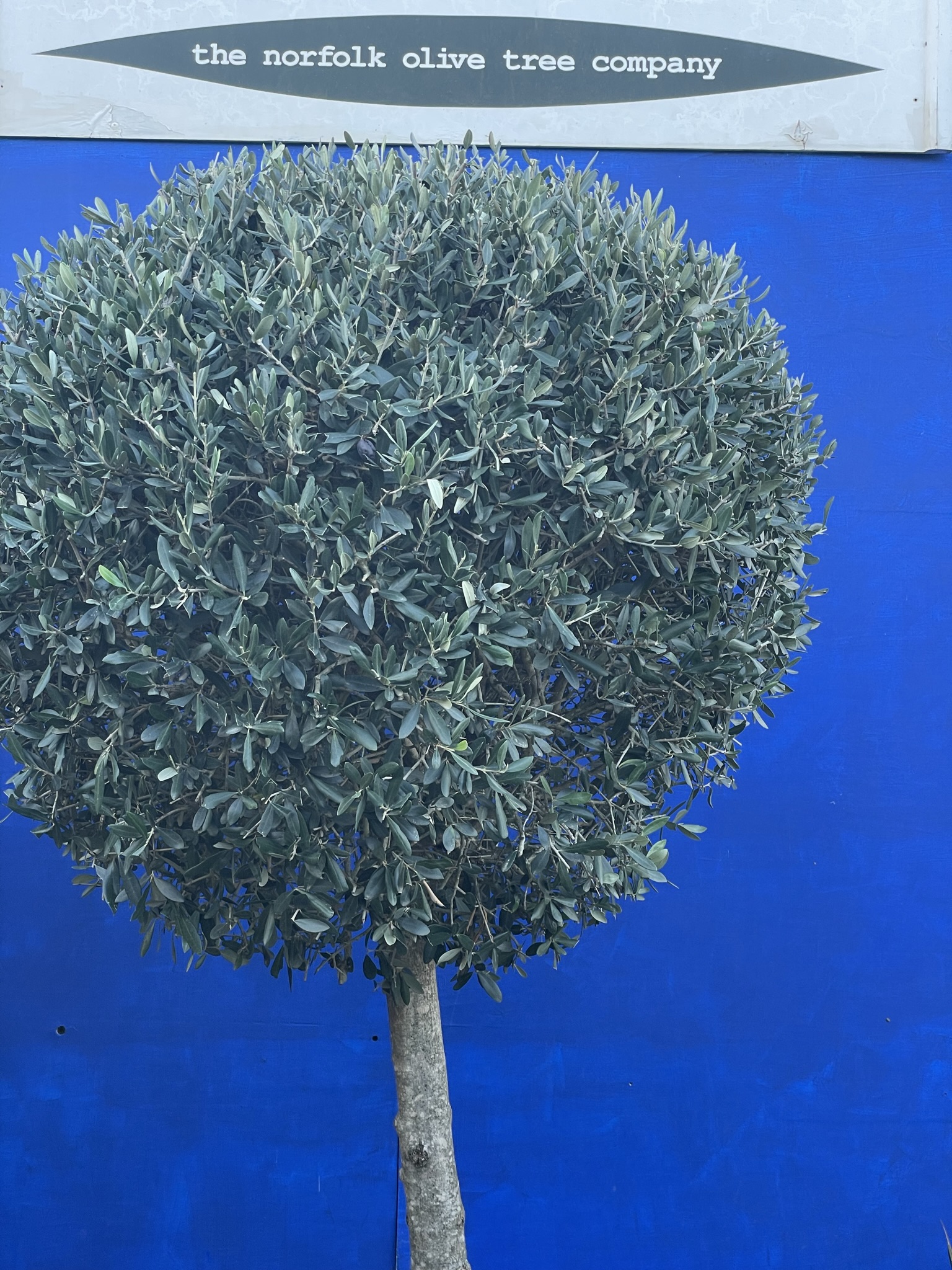 Olive Tree - Topiary Ball Shaped - The Norfolk Olive Tree Company