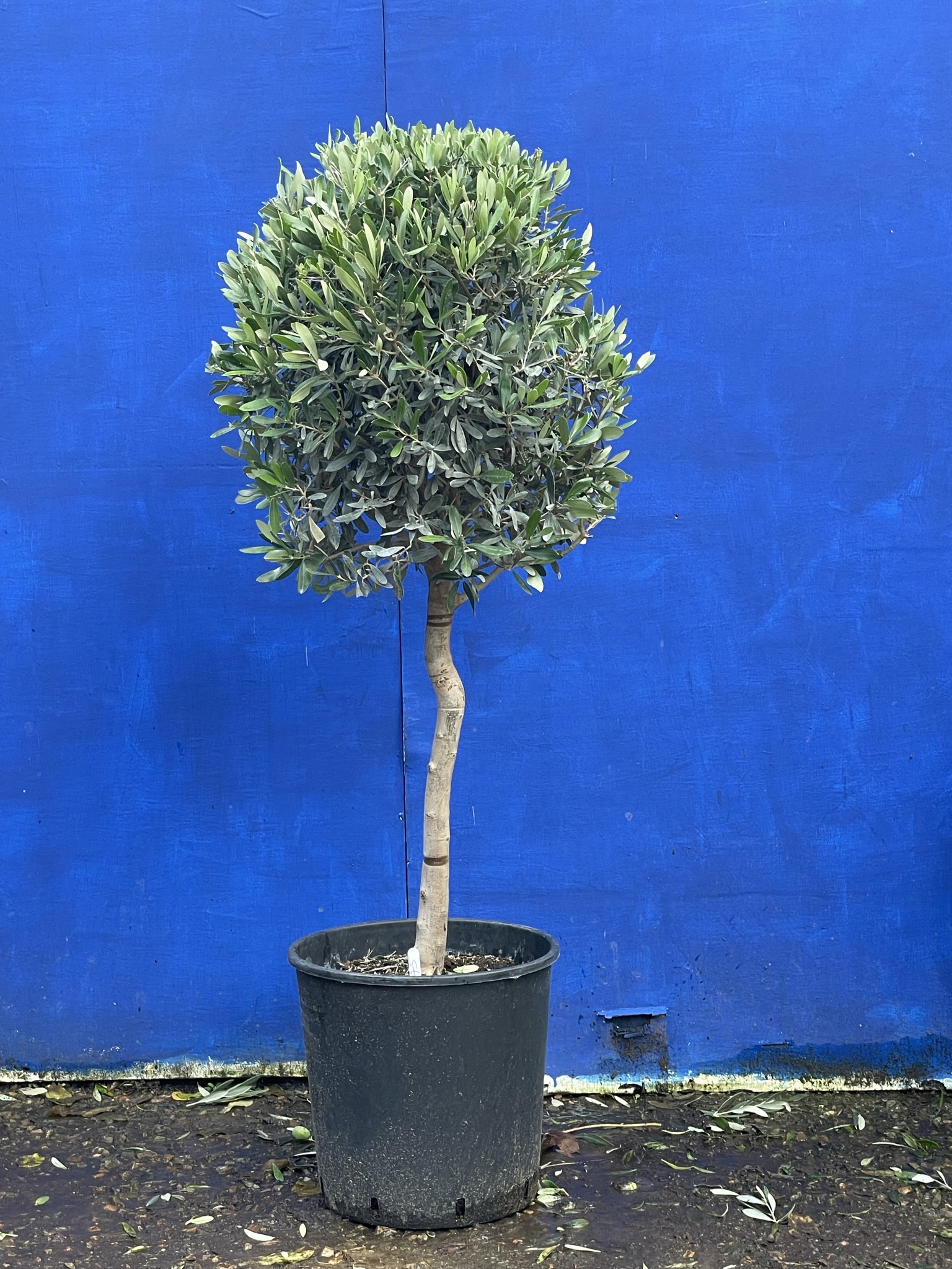 1/2 Standard olive tree. Free delivery. - The Norfolk Olive Tree Company