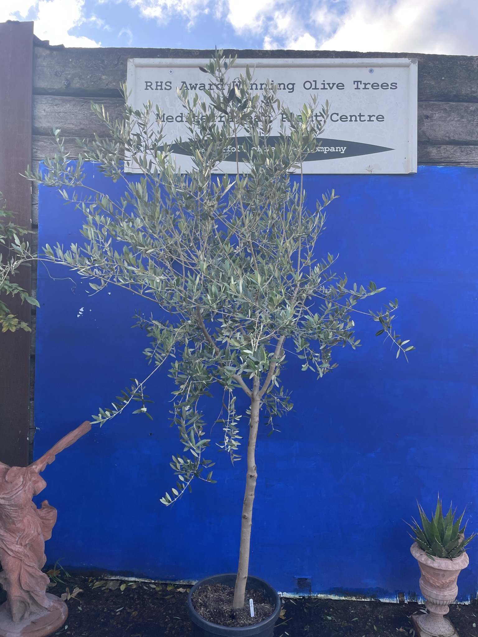 Tuscan Crown Olive Tree - free delivery - The Norfolk Olive Tree Company