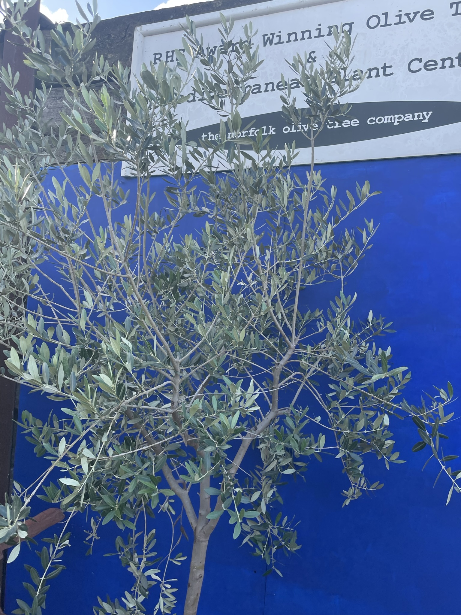 Tuscan Crown Olive Tree - free delivery - The Norfolk Olive Tree Company