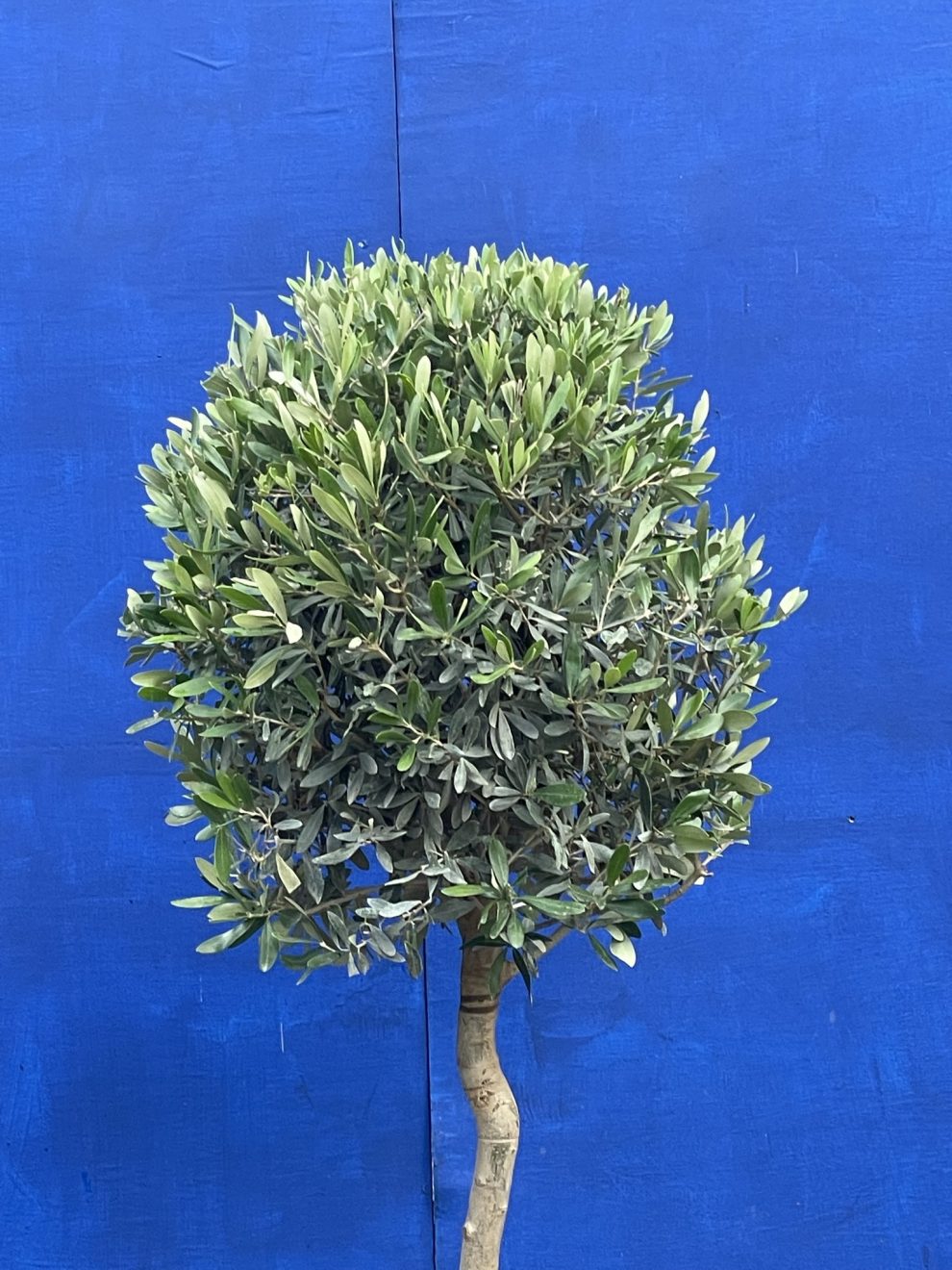 1/2 Standard olive tree. Free delivery. - The Norfolk Olive Tree Company