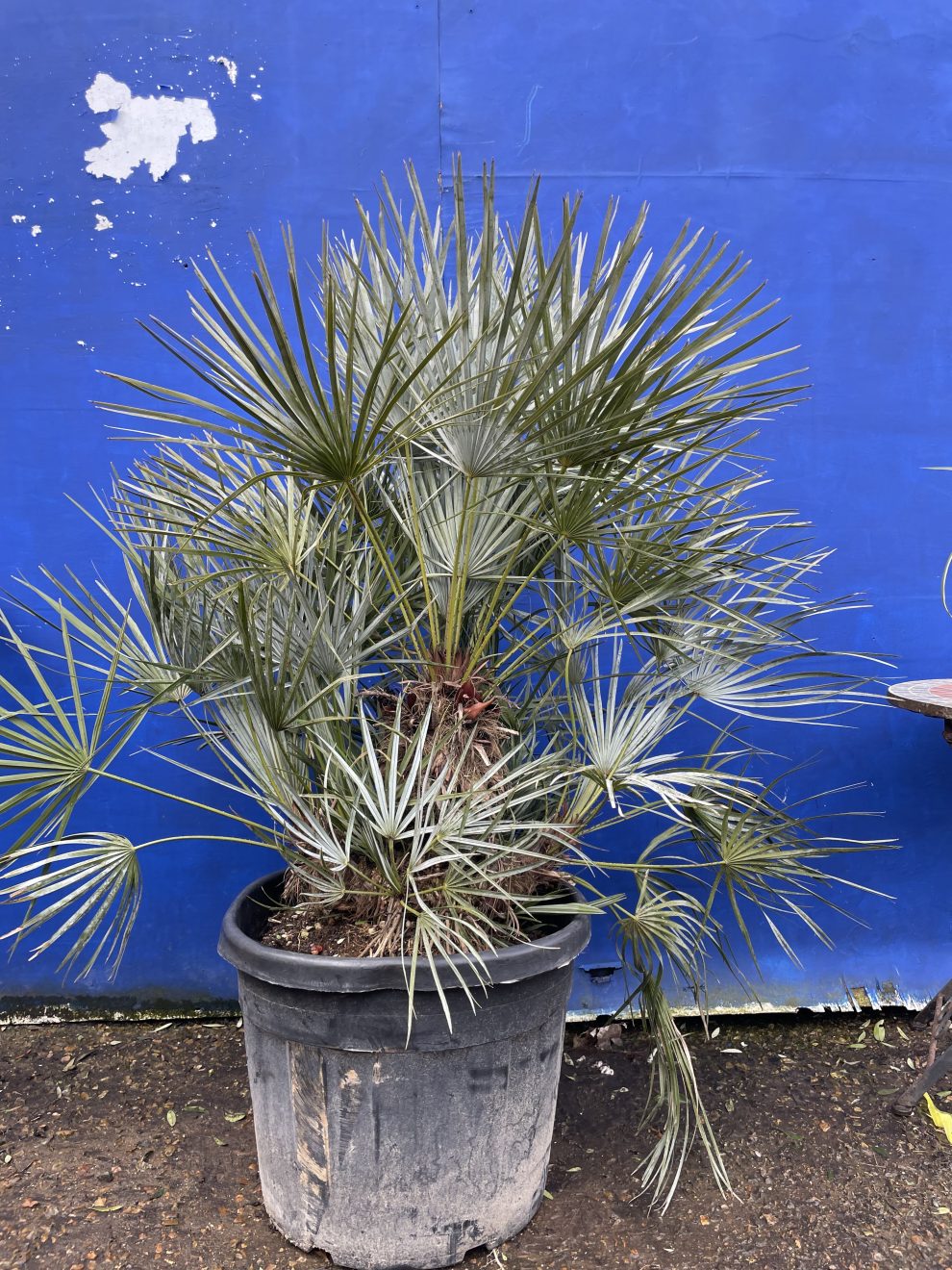 Chamaerops humilis cerifera. Free delivery. - The Norfolk Olive Tree ...
