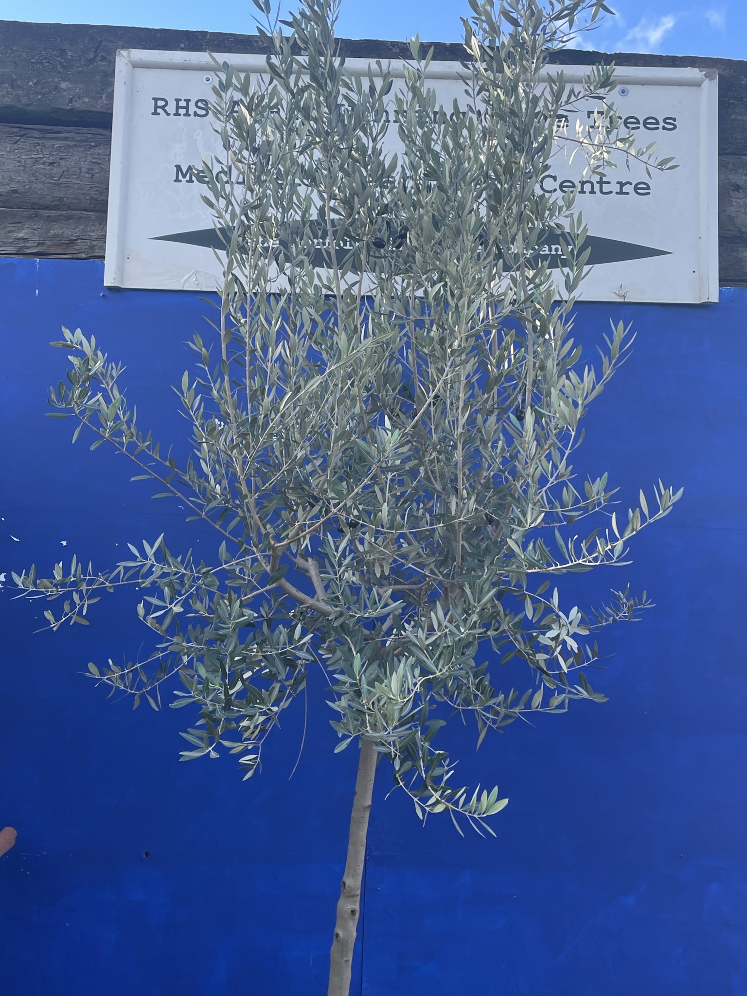 Tuscan Crown Olive Tree - free delivery - The Norfolk Olive Tree Company