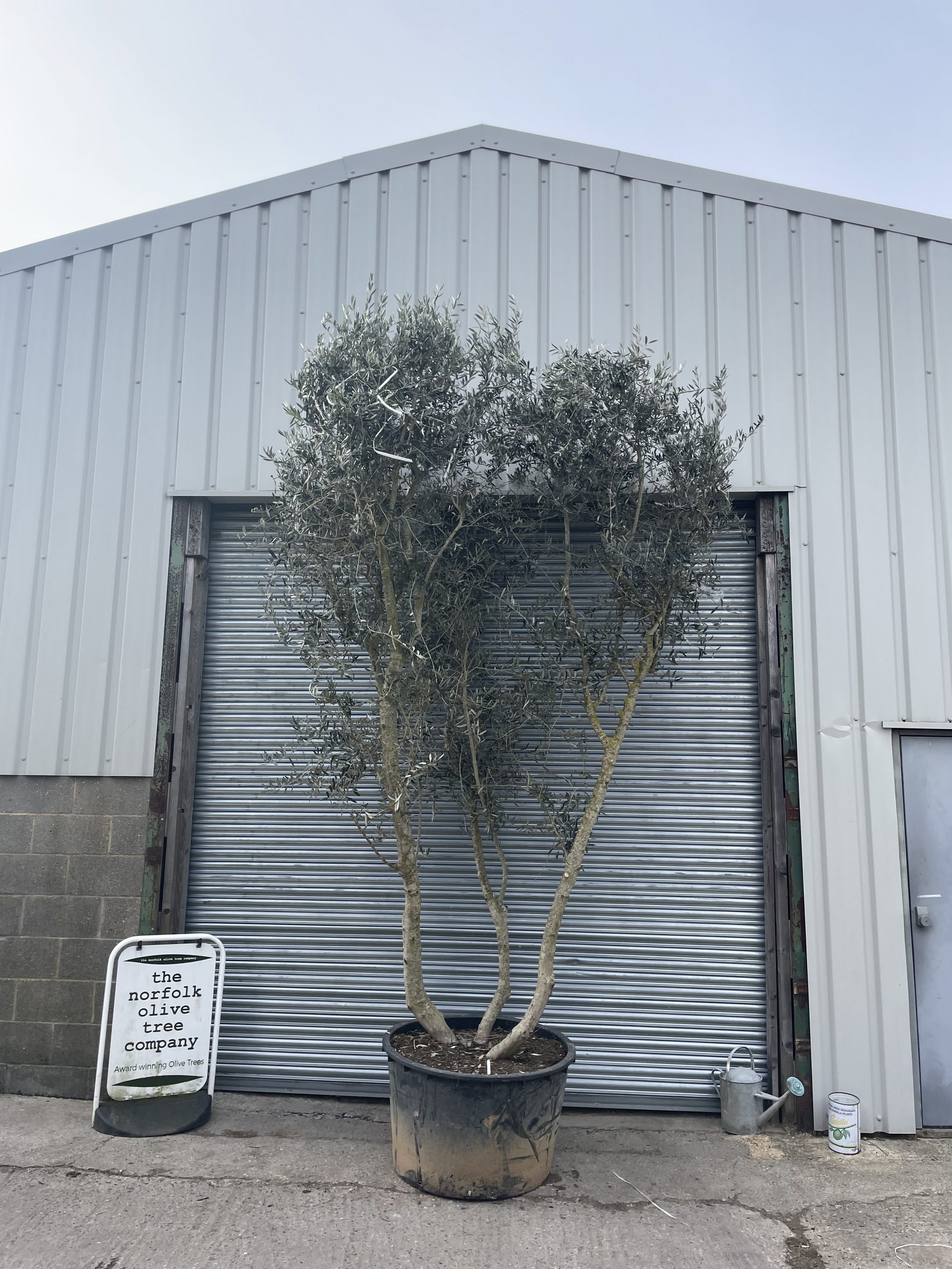 Multi-stem screening olive tree - The Norfolk Olive Tree Company