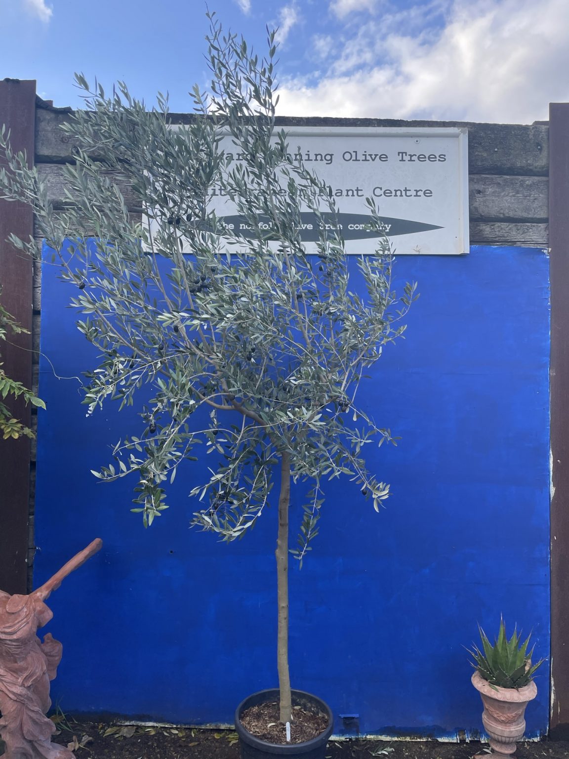 Frantoio Olive Tree -free delivery - The Norfolk Olive Tree Company