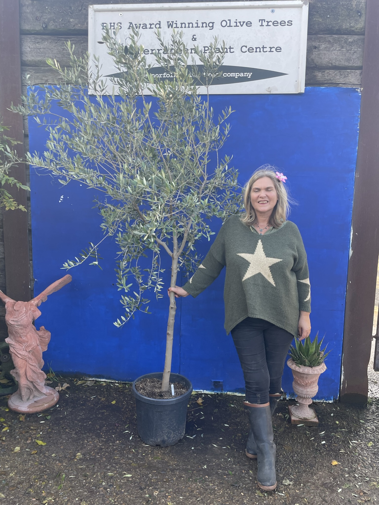 Tuscan Crown Olive Tree - free delivery - The Norfolk Olive Tree Company