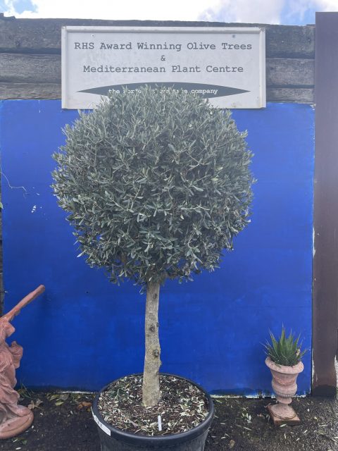 Olive Tree - Topiary Ball Shaped - The Norfolk Olive Tree Company