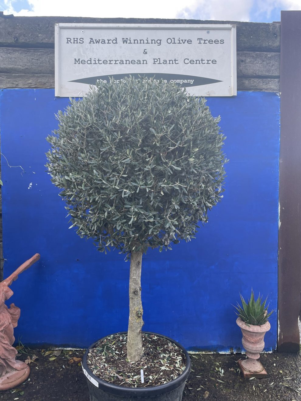 Olive Tree - Topiary Ball Shaped - The Norfolk Olive Tree Company