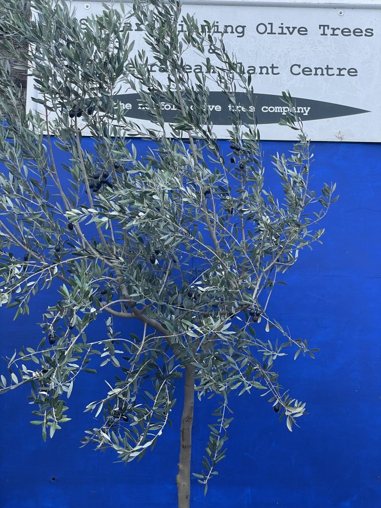 Frantoio Olive Tree -free delivery - The Norfolk Olive Tree Company