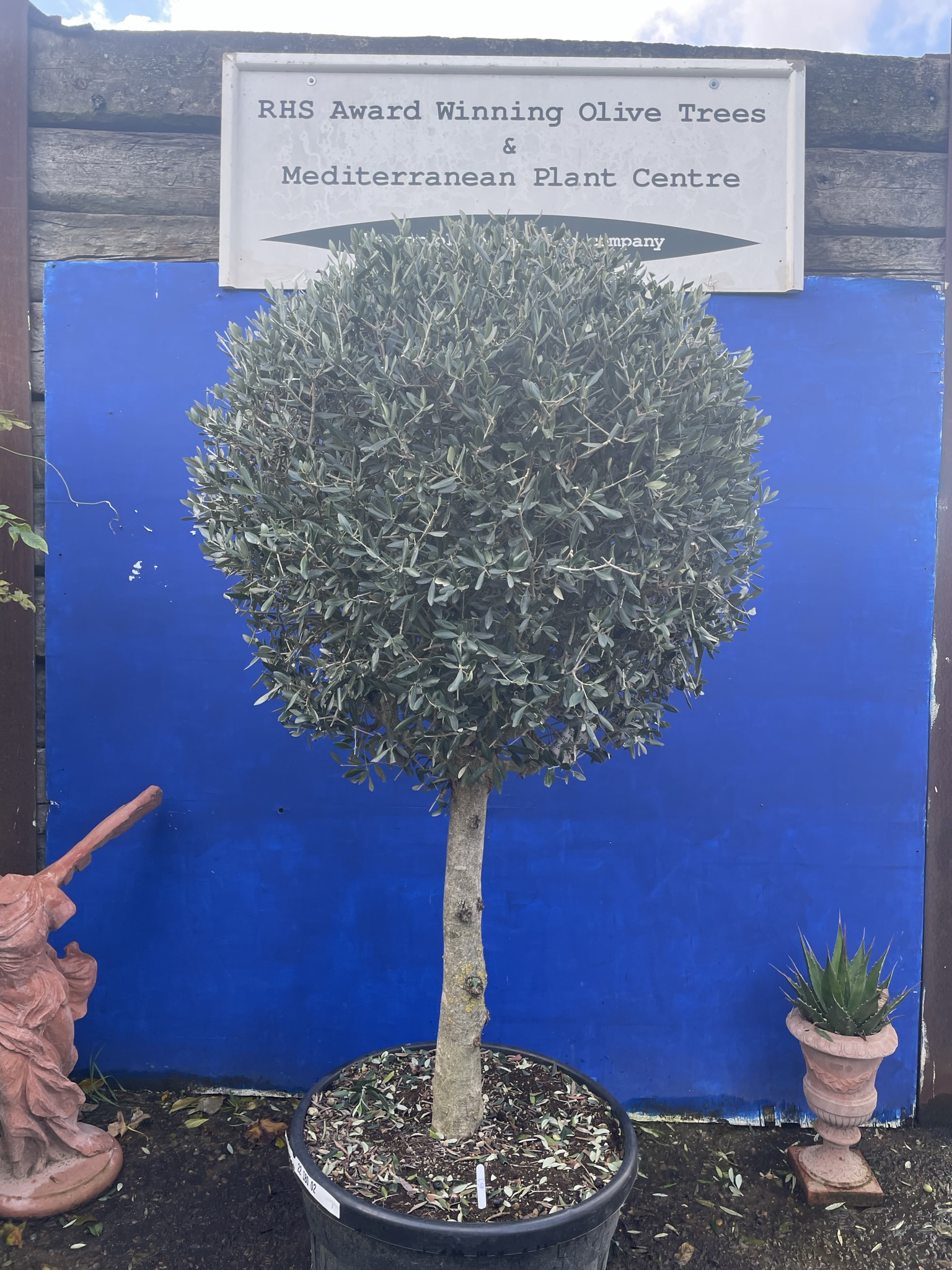 Olive Tree - Topiary Ball Shaped - The Norfolk Olive Tree Company