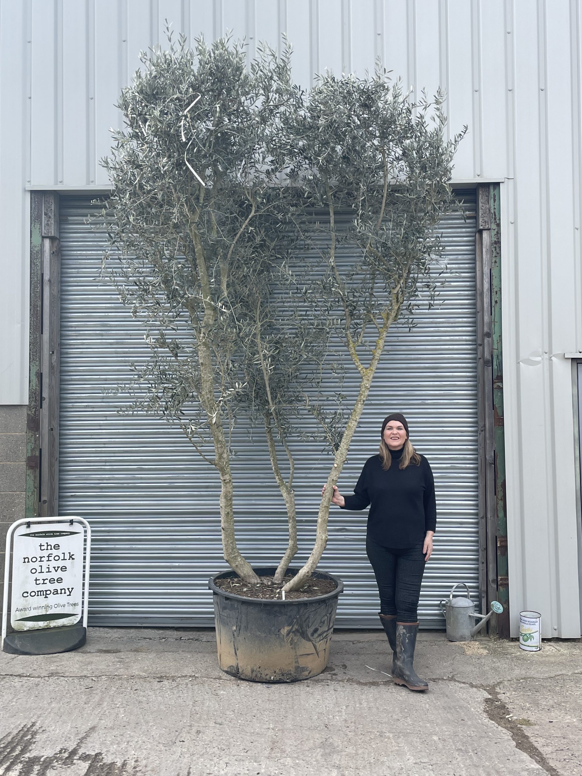 Multi-stem screening olive tree - The Norfolk Olive Tree Company