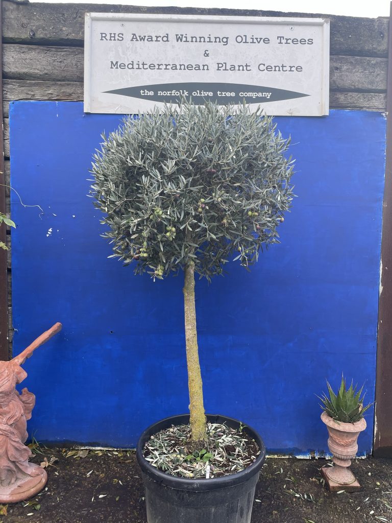 Olive Tree - Topiary Ball Shaped - The Norfolk Olive Tree Company
