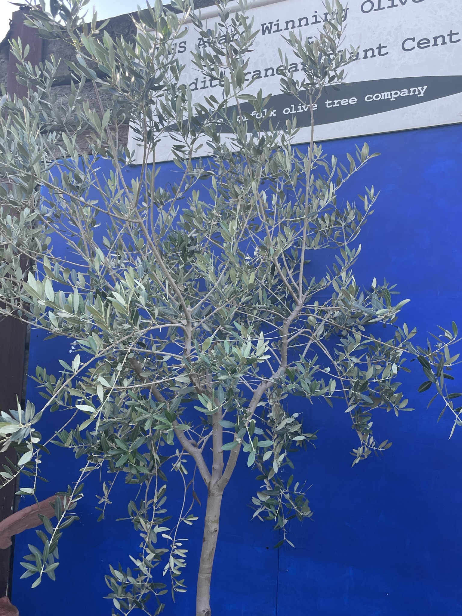 Tuscan Crown Olive Tree - free delivery - The Norfolk Olive Tree Company
