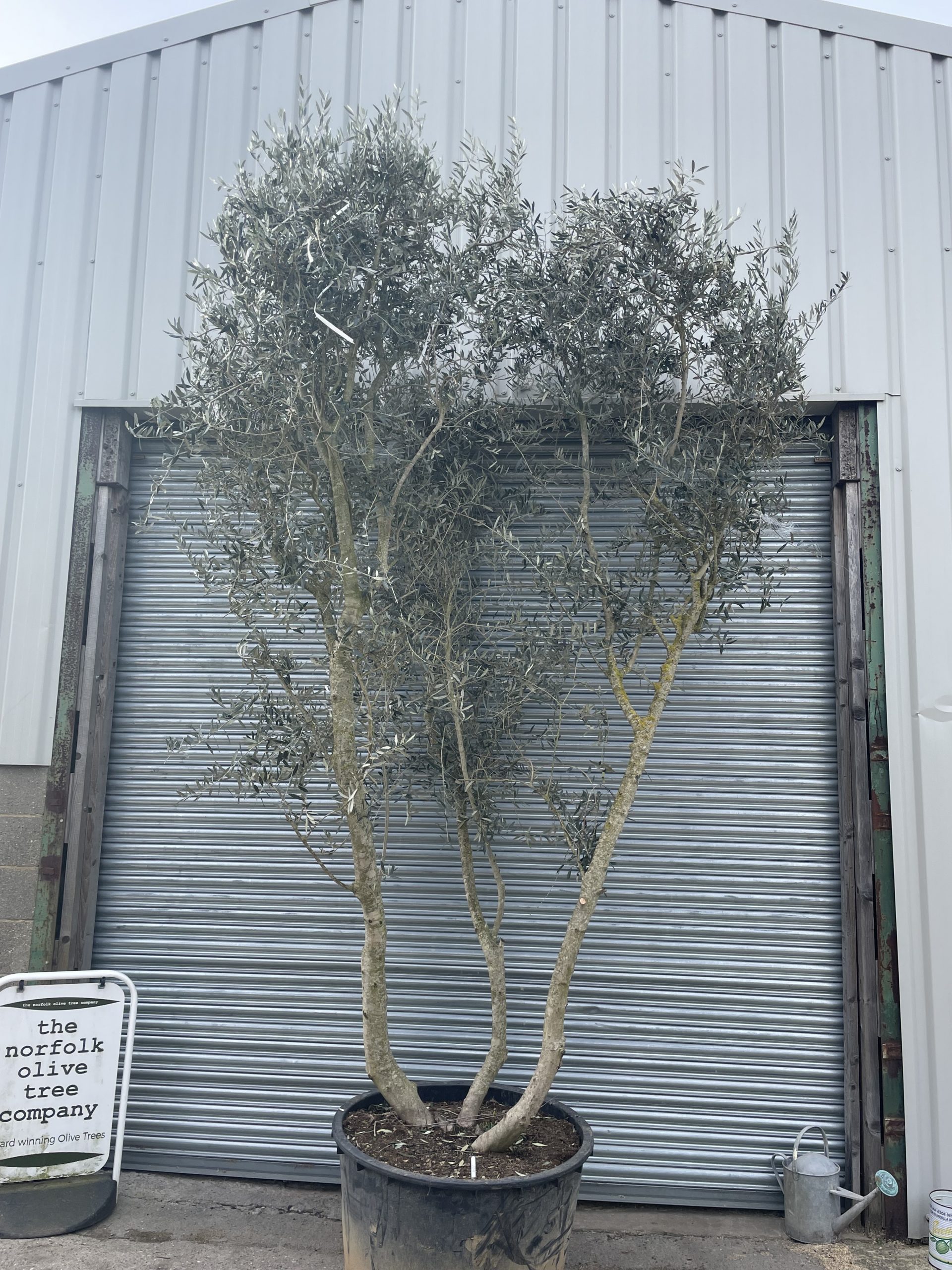 Multi-stem screening olive tree - The Norfolk Olive Tree Company
