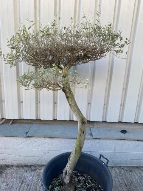 Japanese cloud tree. - The Norfolk Olive Tree Company