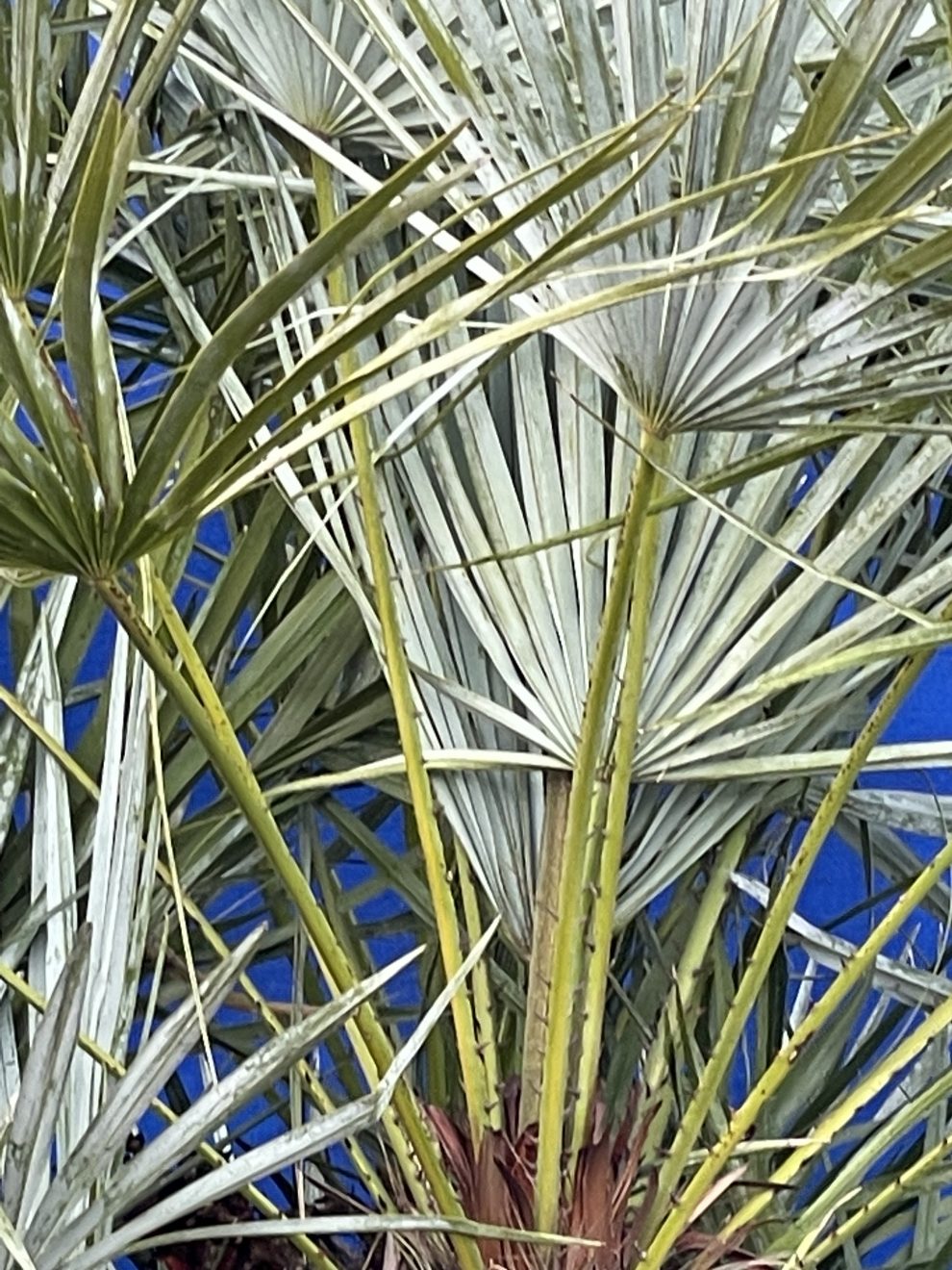 Chamaerops humilis cerifera. Free delivery. - The Norfolk Olive Tree ...