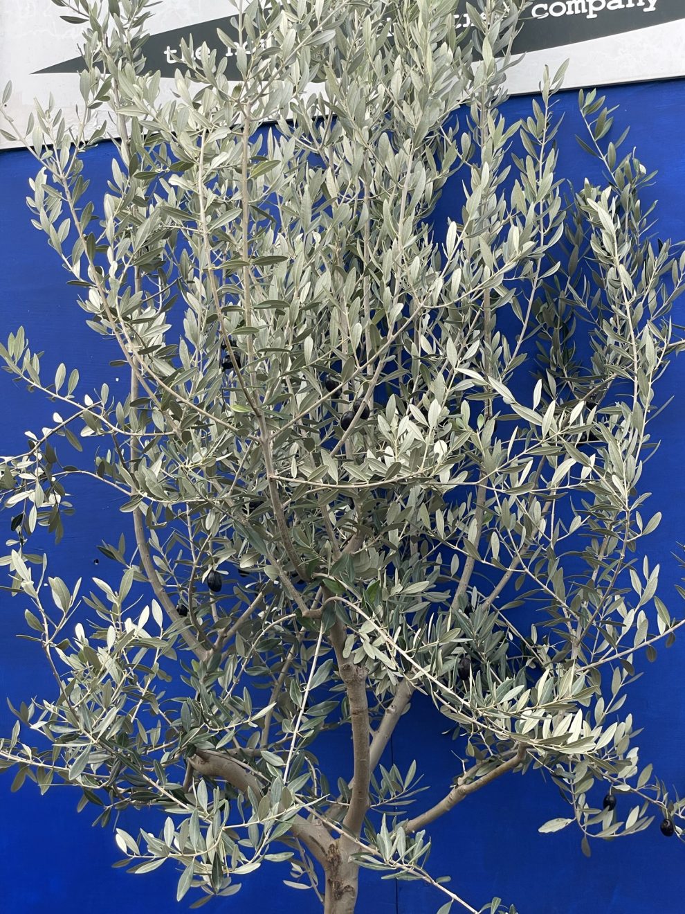 Frantoio Olive Tree -free delivery - The Norfolk Olive Tree Company