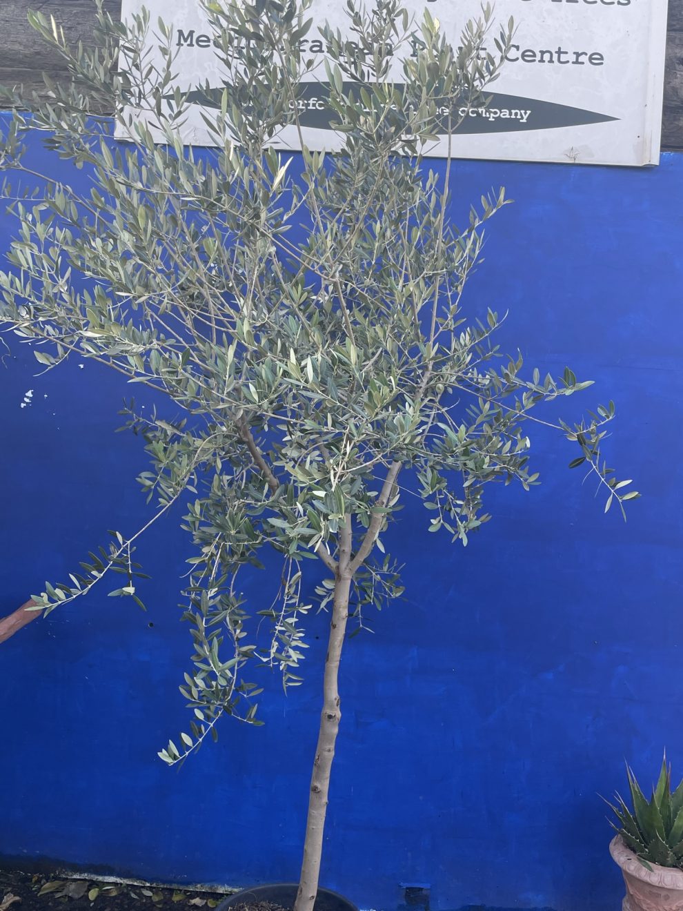 Tuscan Crown Olive Tree - free delivery - The Norfolk Olive Tree Company
