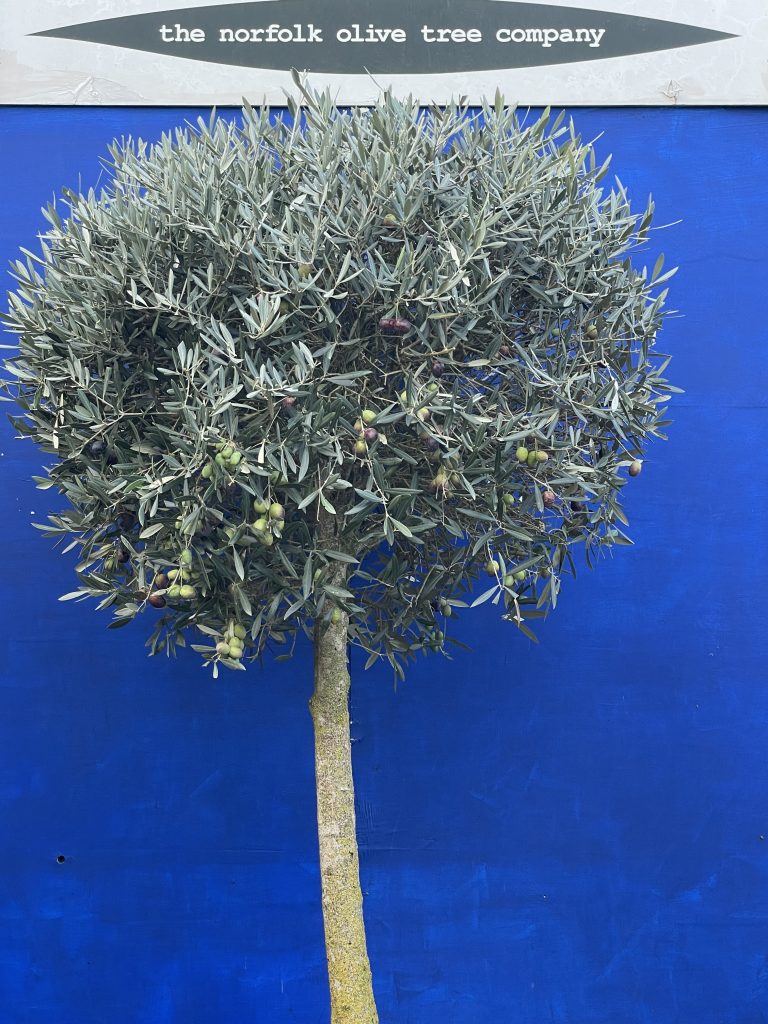 Olive Tree - Topiary Ball Shaped - The Norfolk Olive Tree Company