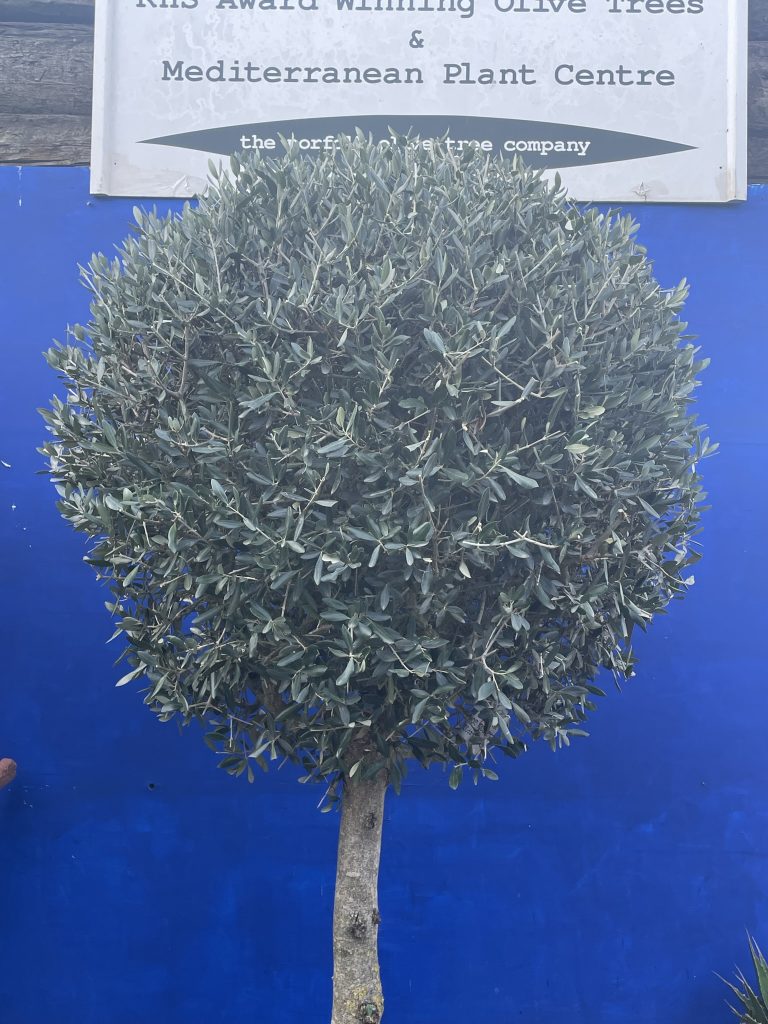 Olive Tree - Topiary Ball Shaped - The Norfolk Olive Tree Company