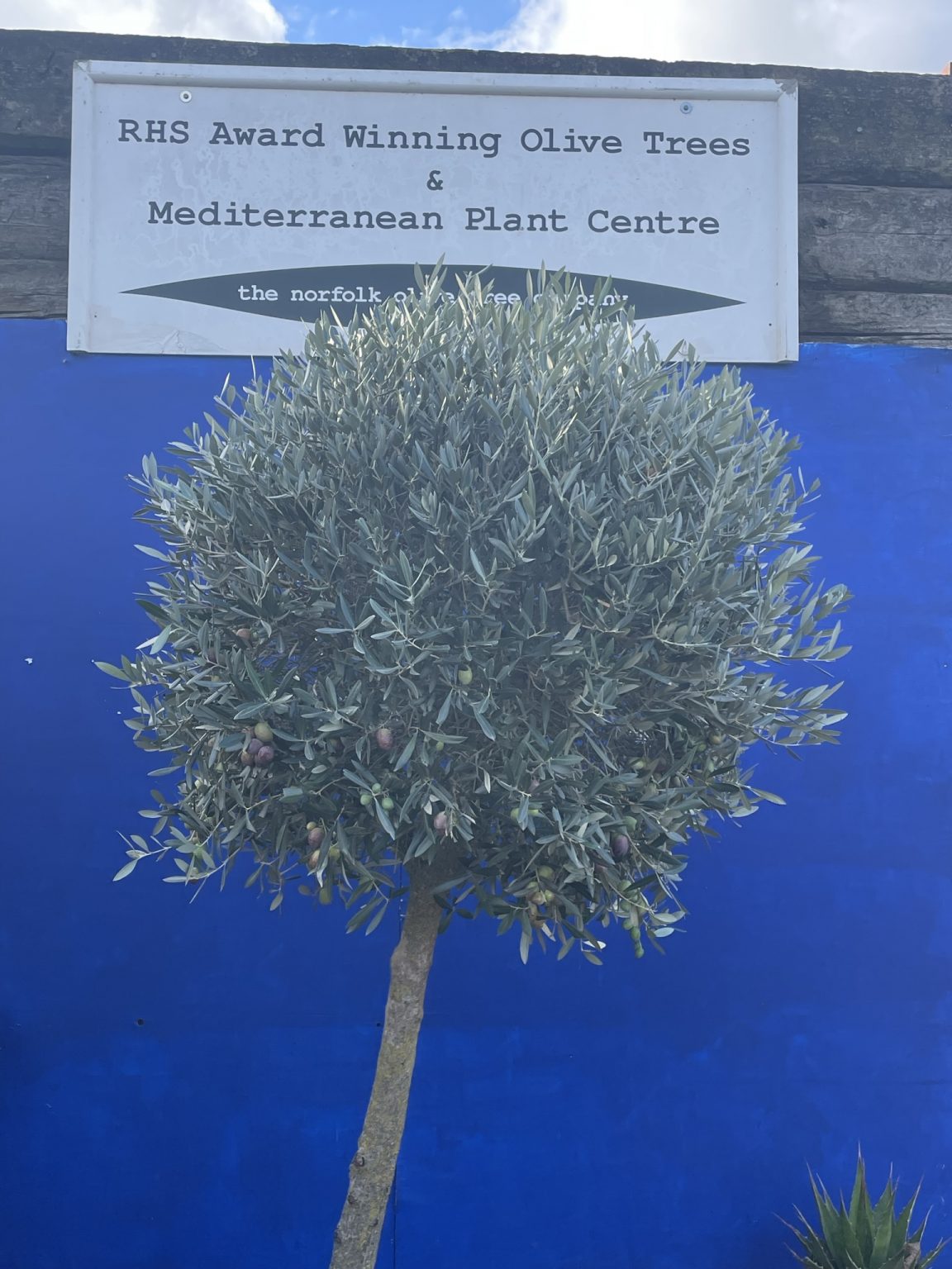 Olive Tree - Topiary Ball Shaped - The Norfolk Olive Tree Company