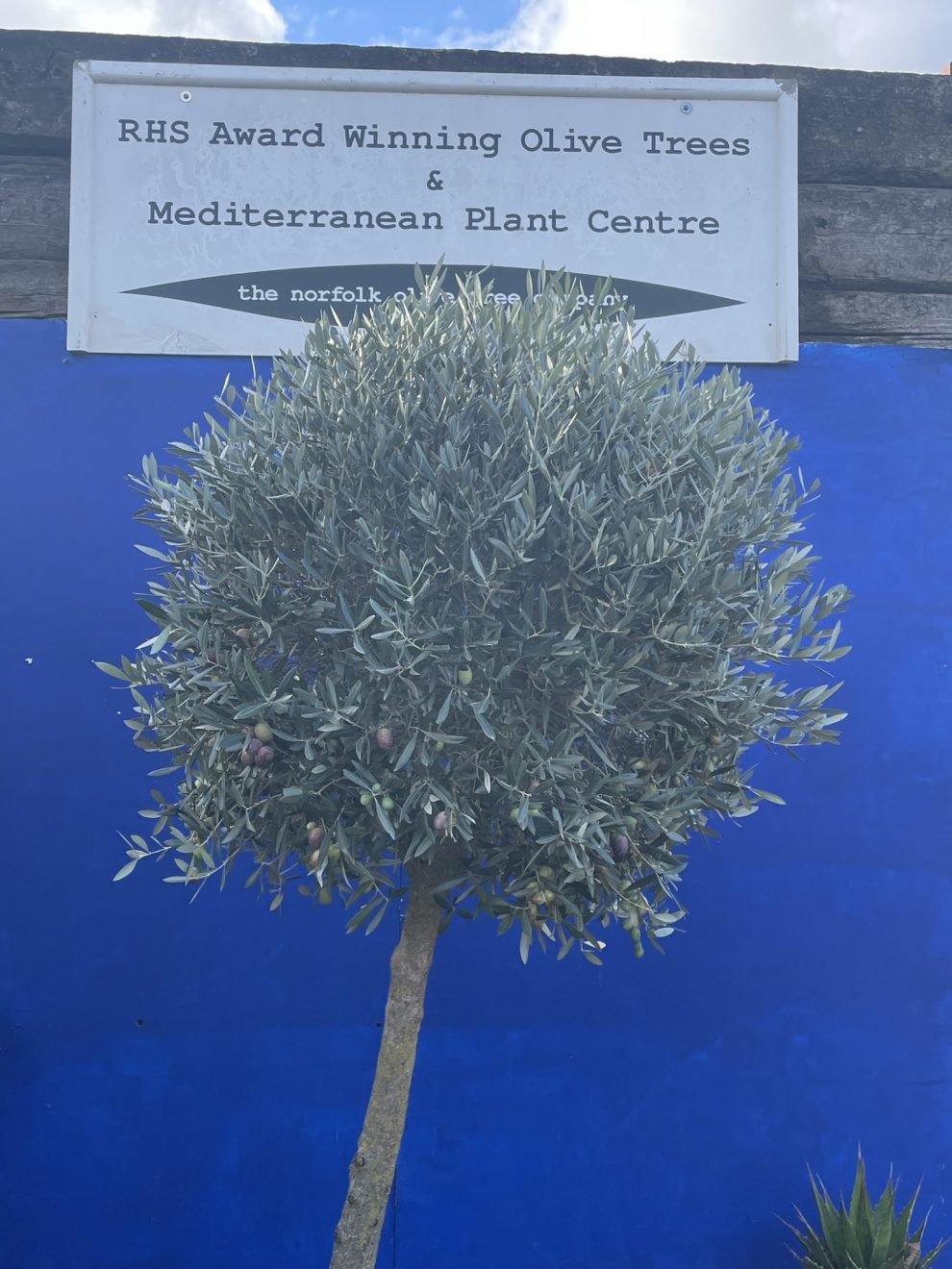 Olive Tree - Topiary Ball Shaped - The Norfolk Olive Tree Company