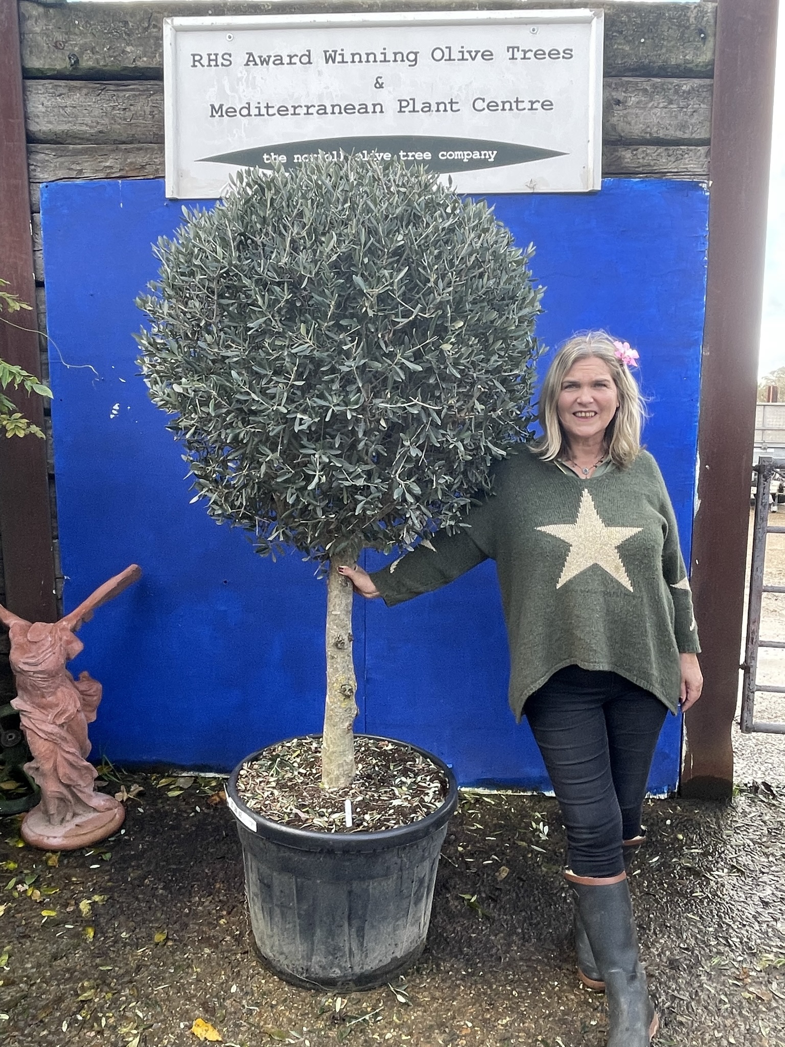 Olive Tree - Topiary Ball Shaped - The Norfolk Olive Tree Company