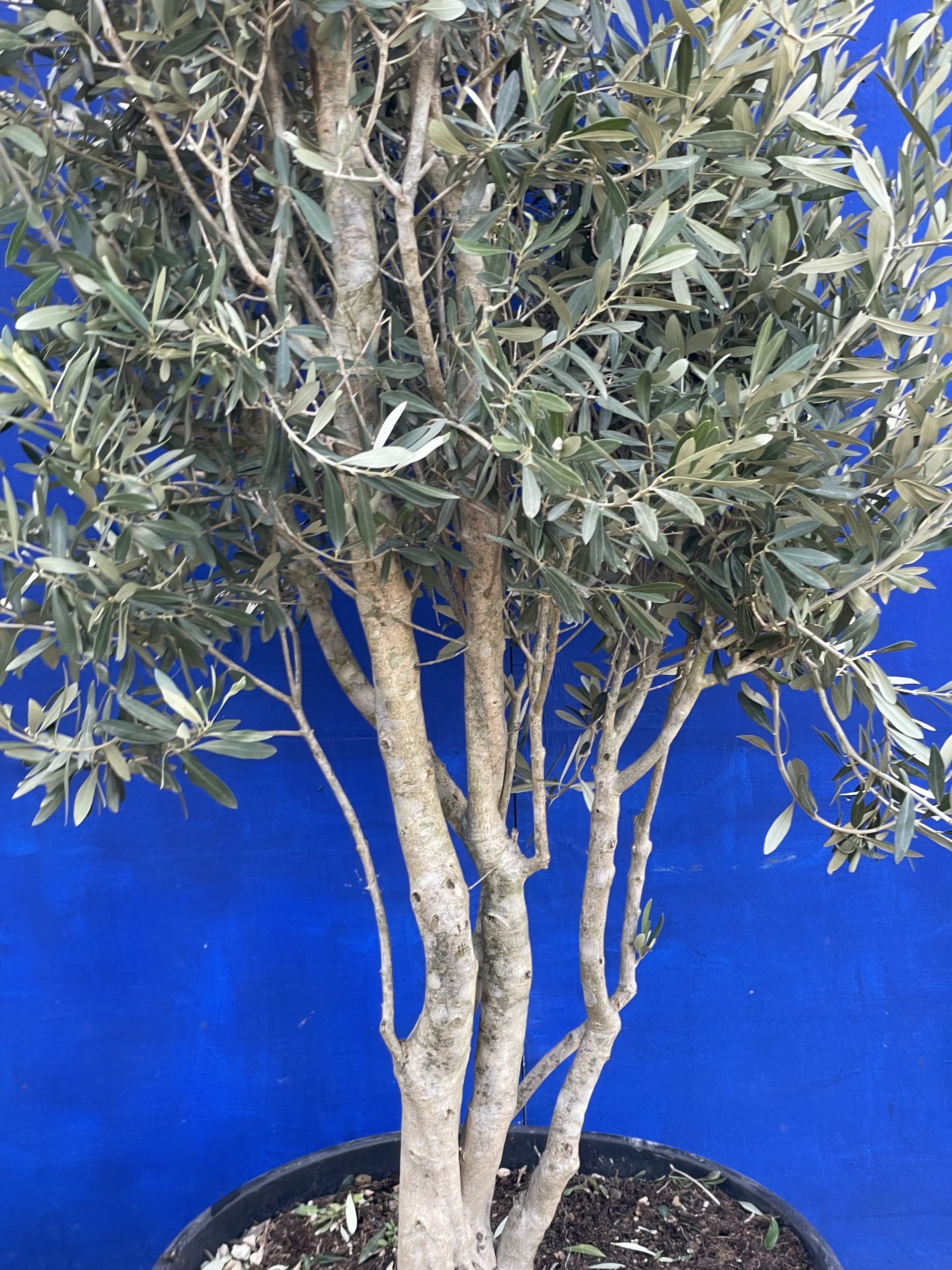 Multi-stem screening olive tree - The Norfolk Olive Tree Company