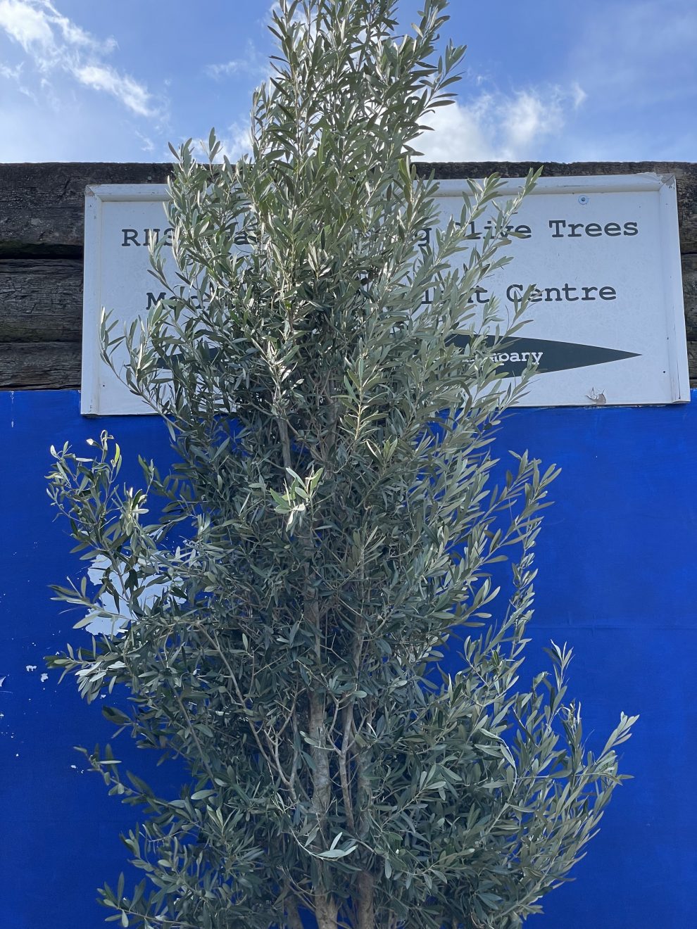 Multi-stem screening olive tree - The Norfolk Olive Tree Company